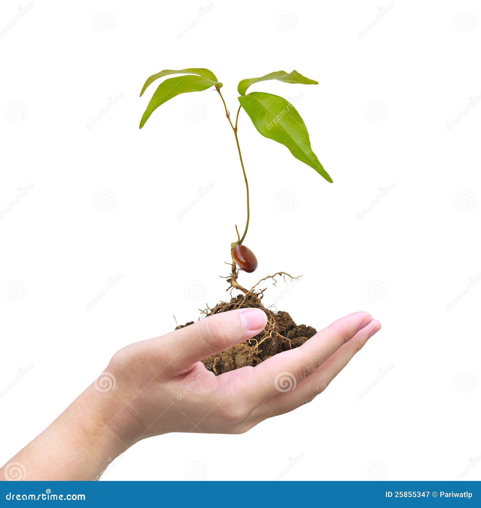 Seed on hand stock image. Image of nature, plant, blessing - 25855347