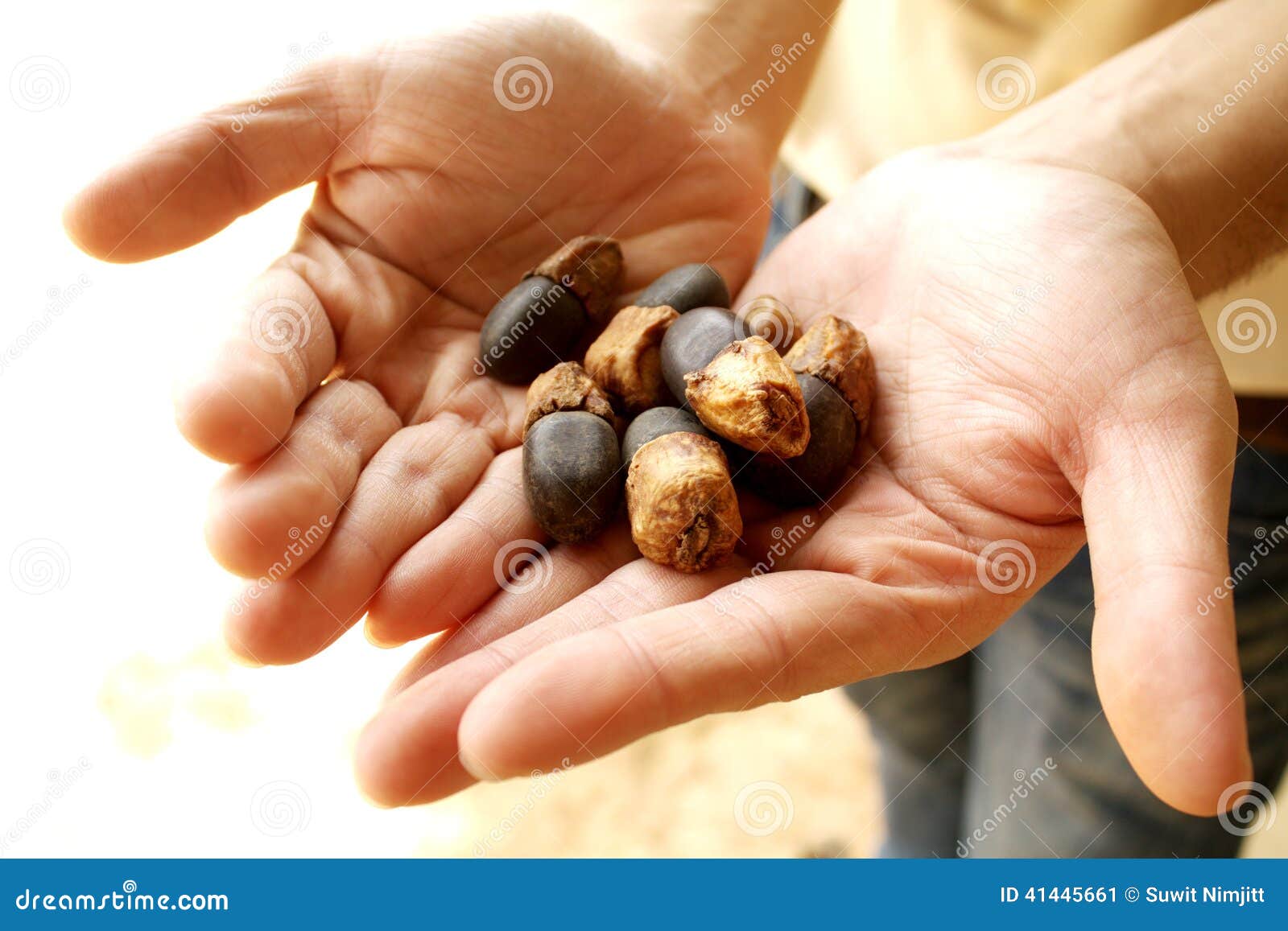 Seed in hand. stock image. Image of shape, natural, seed - 41445661