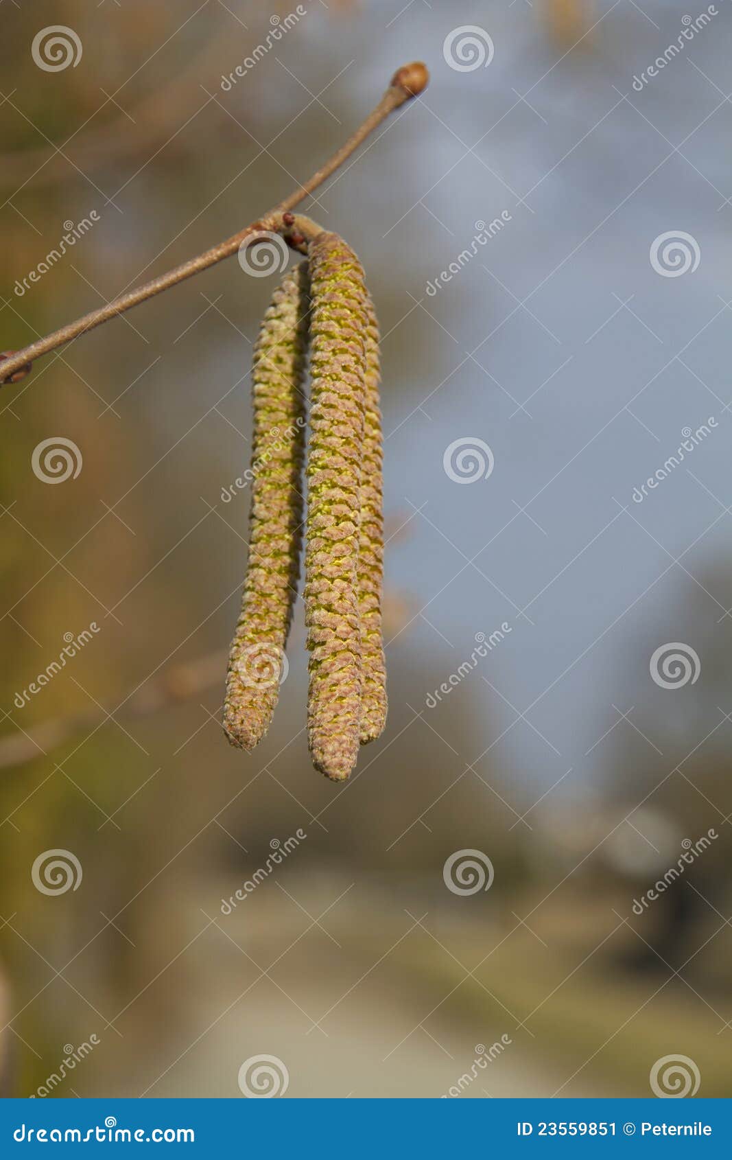 Tree Seed Identification Chart Tree Seeds Identification , 44% OFF