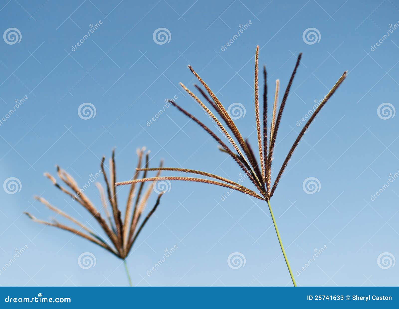 Seed Head Rhodes Grass Chloris Gayana Stock Image - Image of feed ...