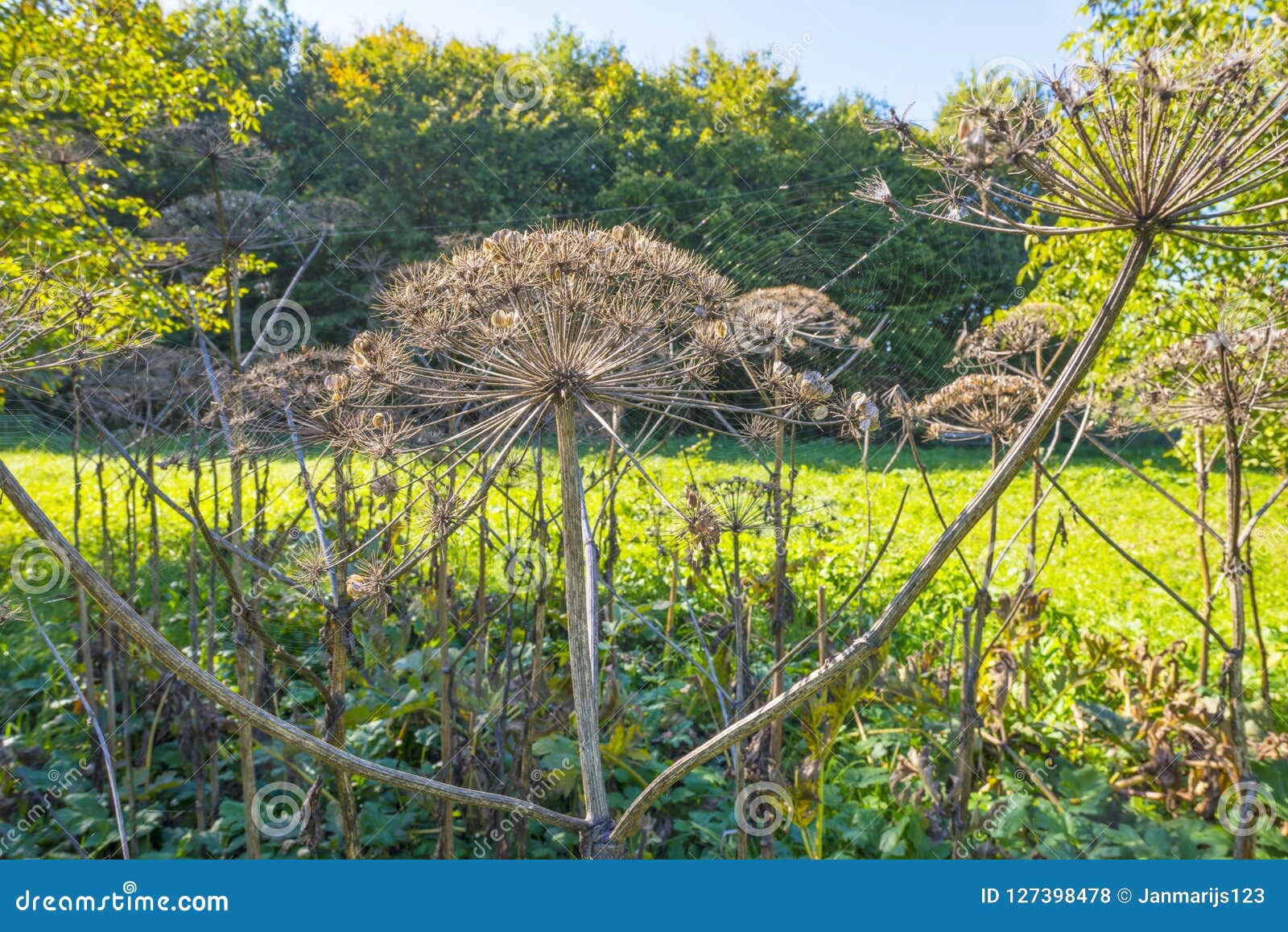 Seed Head of a Withered Plant in a Green Meadow in Sunlight at Fall ...