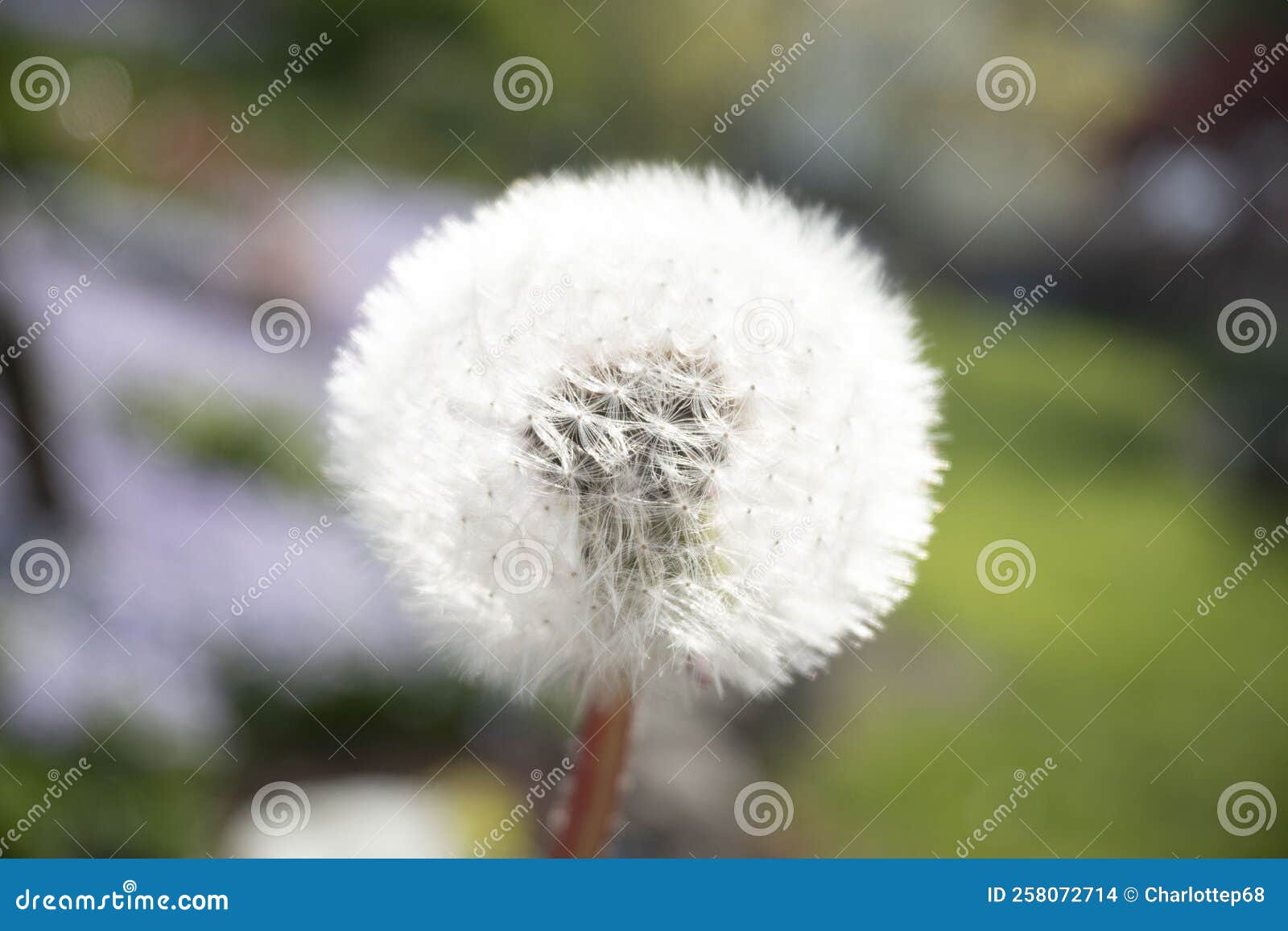 Dandelion puff stock photo. Image of children, blow - 258072714