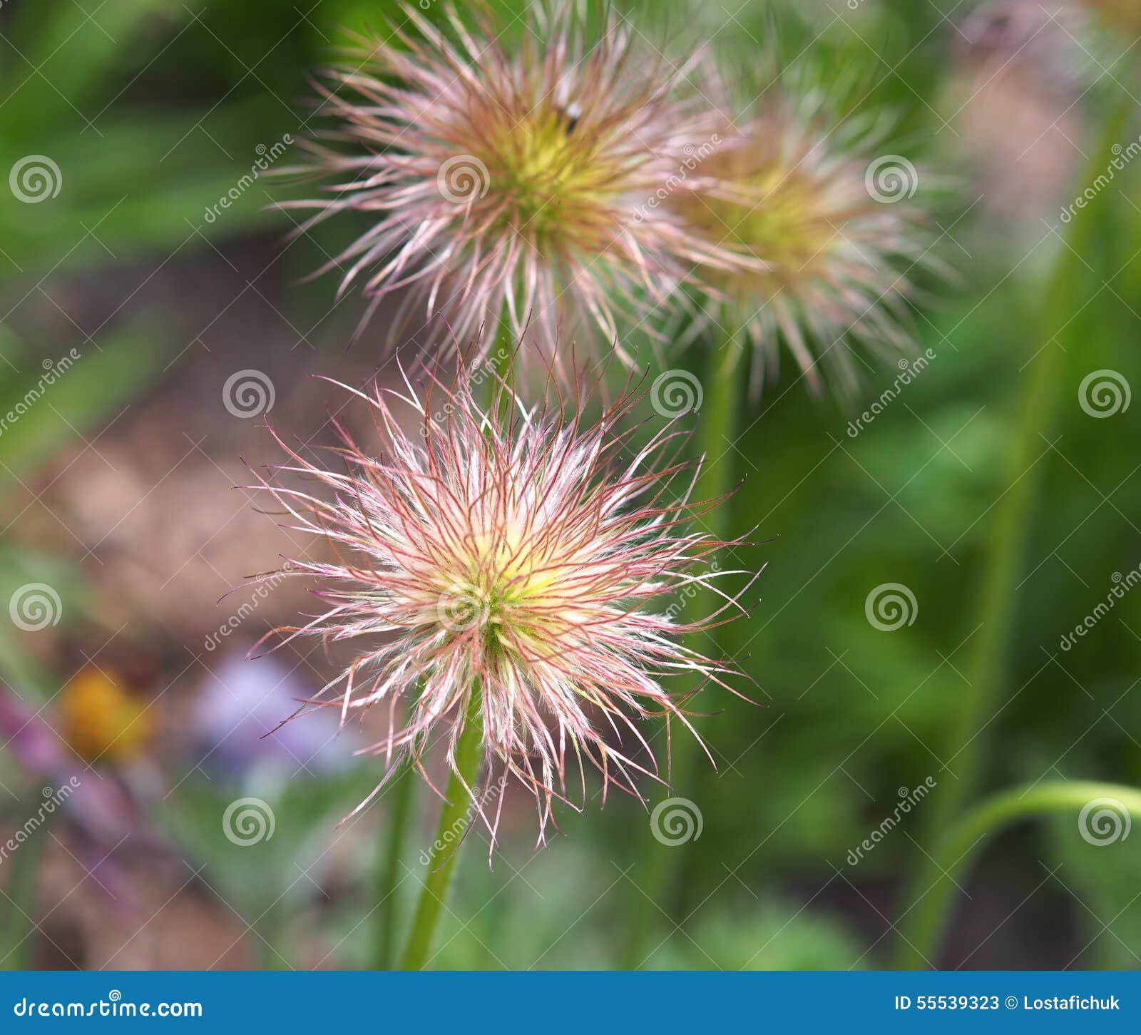 Seed Heads from Prairie Crocus Stock Image - Image of pulsatilla ...