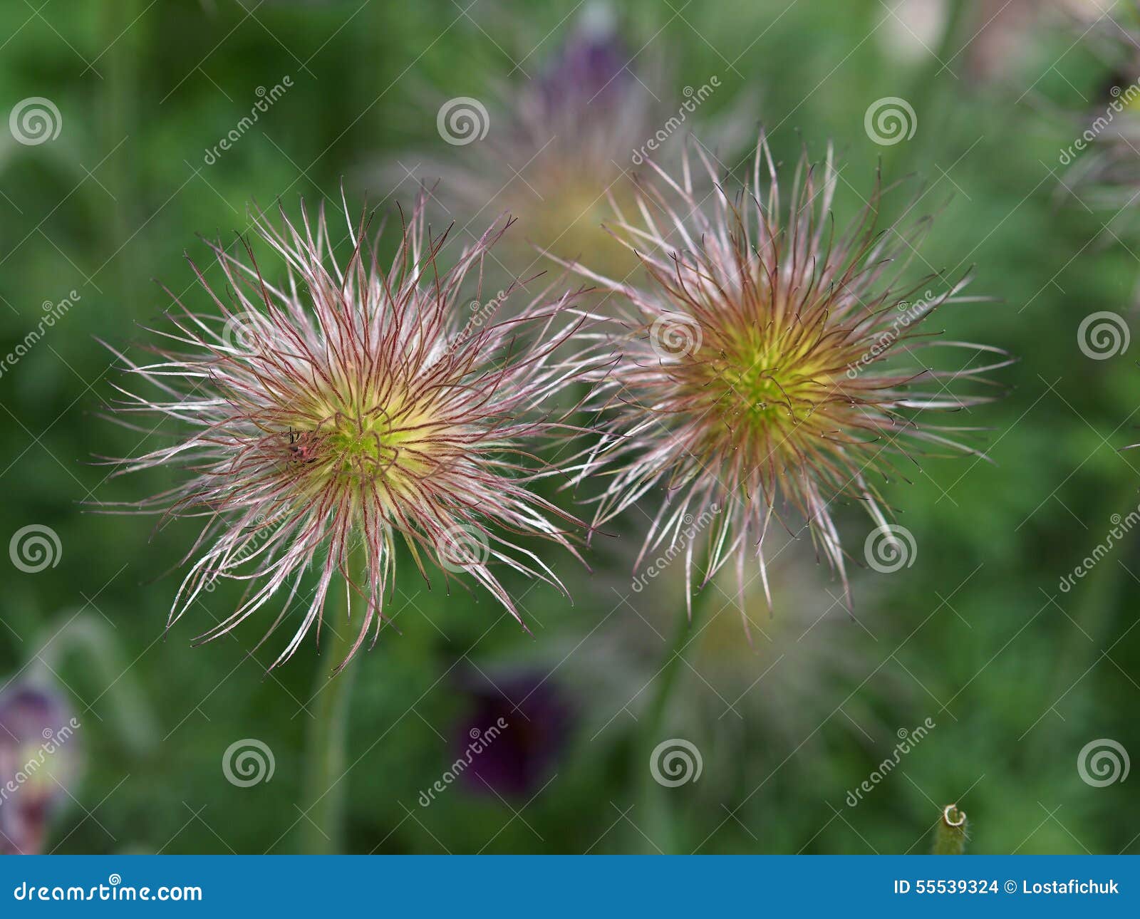 Seed Heads from Prairie Crocus Stock Photo - Image of seeds, thistle ...