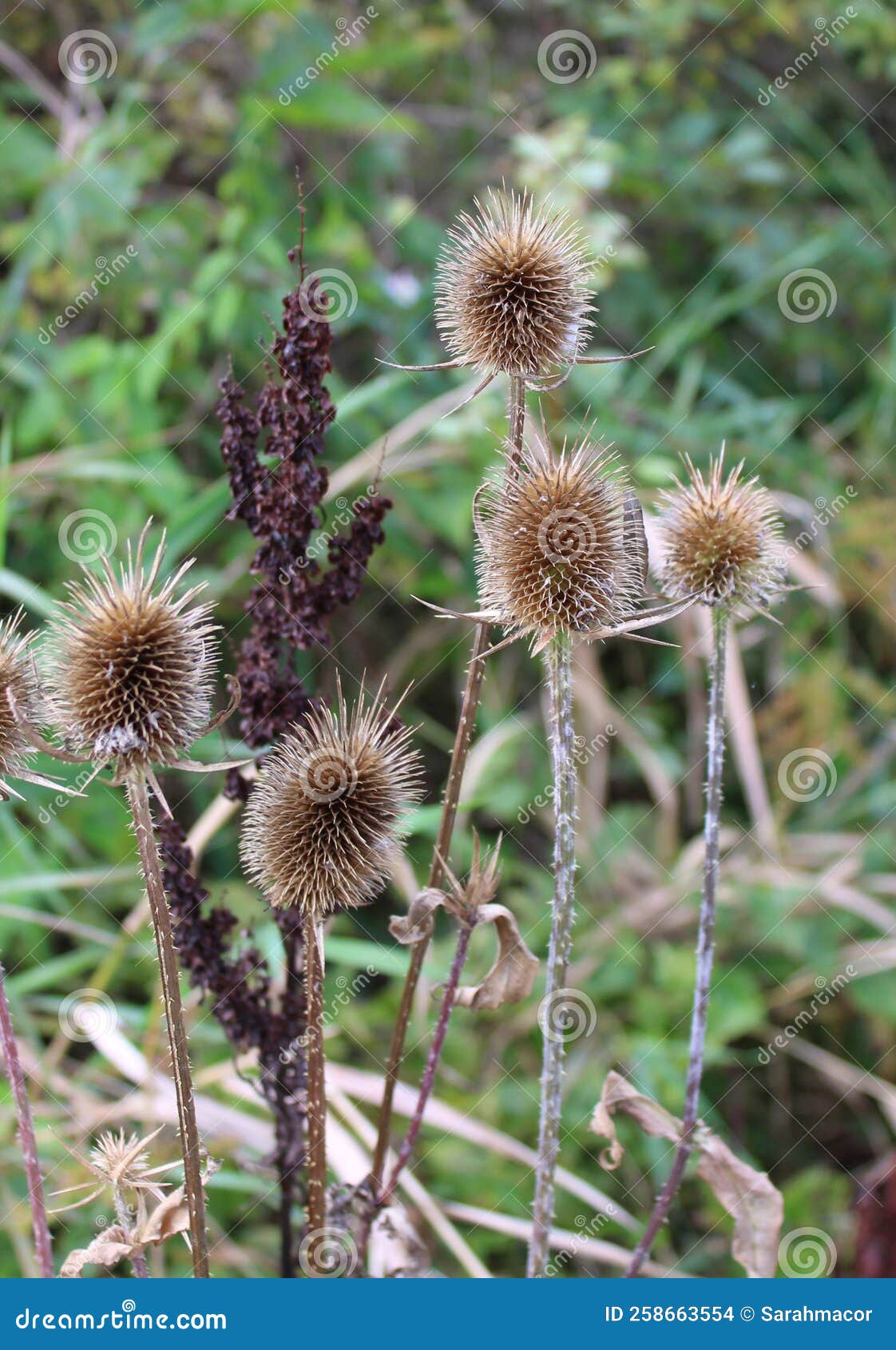 Seed Heads on Wild Teasel Plants Stock Photo - Image of grass, brown ...