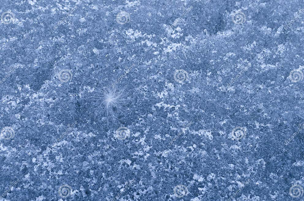 The seed on the ice stock photo. Image of cold, crystal - 37071940