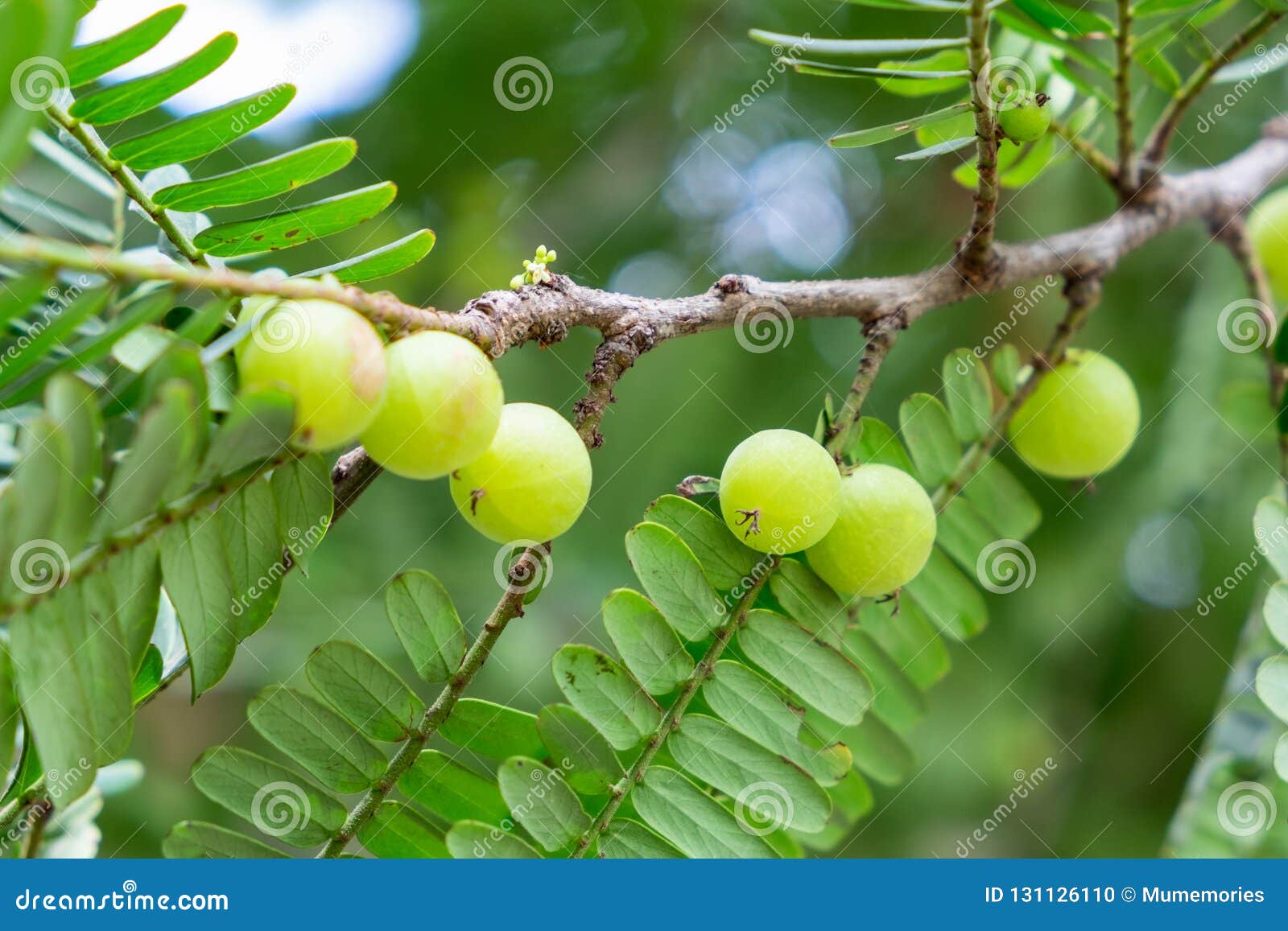 Indian Gooseberry Stock Photography | CartoonDealer.com #92338838