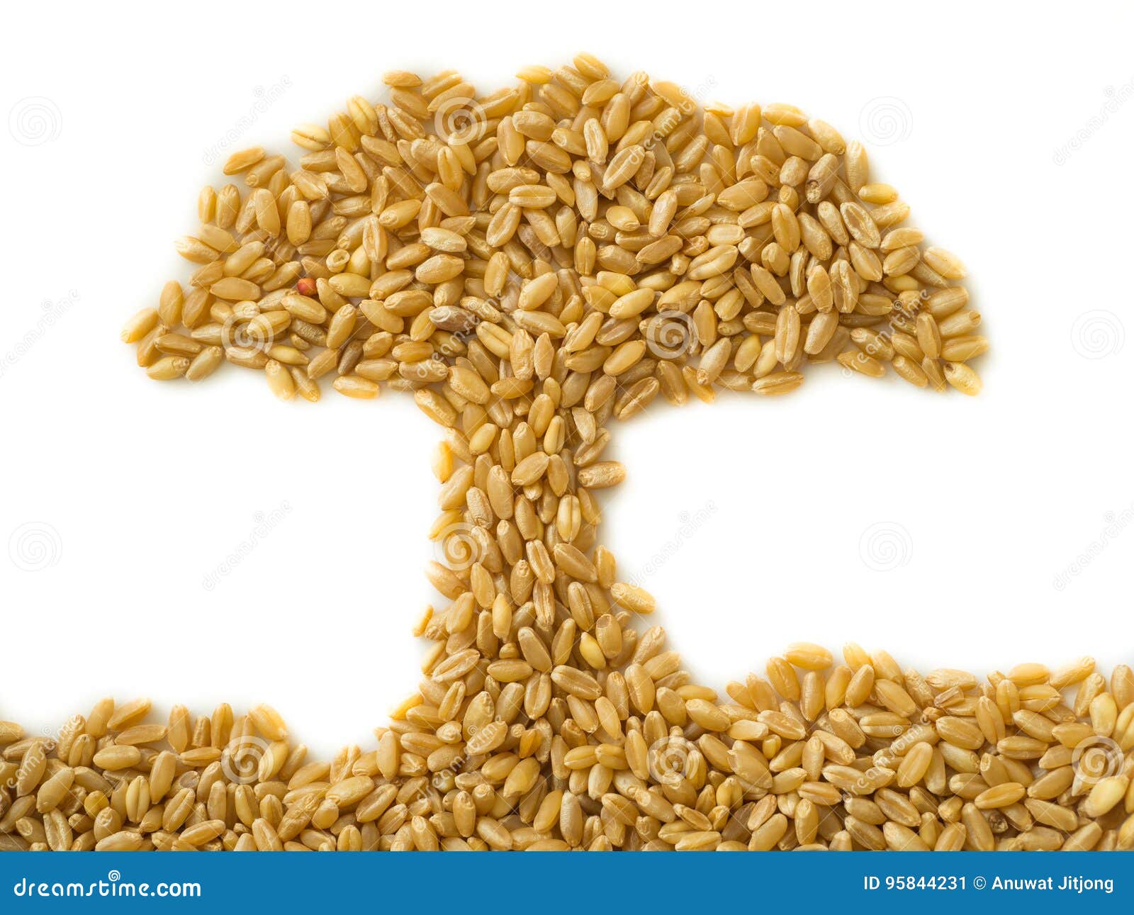 Seed Isolated on White Background Stock Image - Image of macro, isolate ...