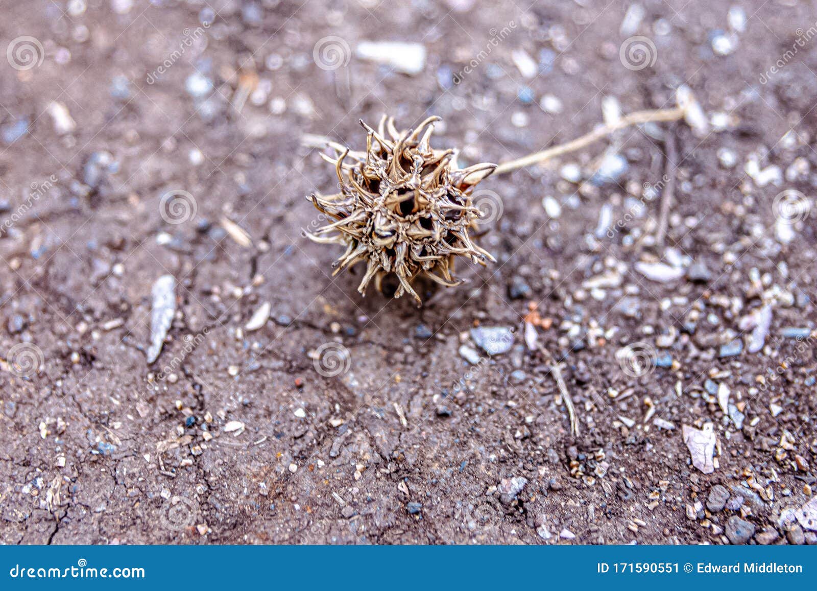 Seed of Liquid Amber Tree, Liquidambar Styraciflua Stock Image - Image ...