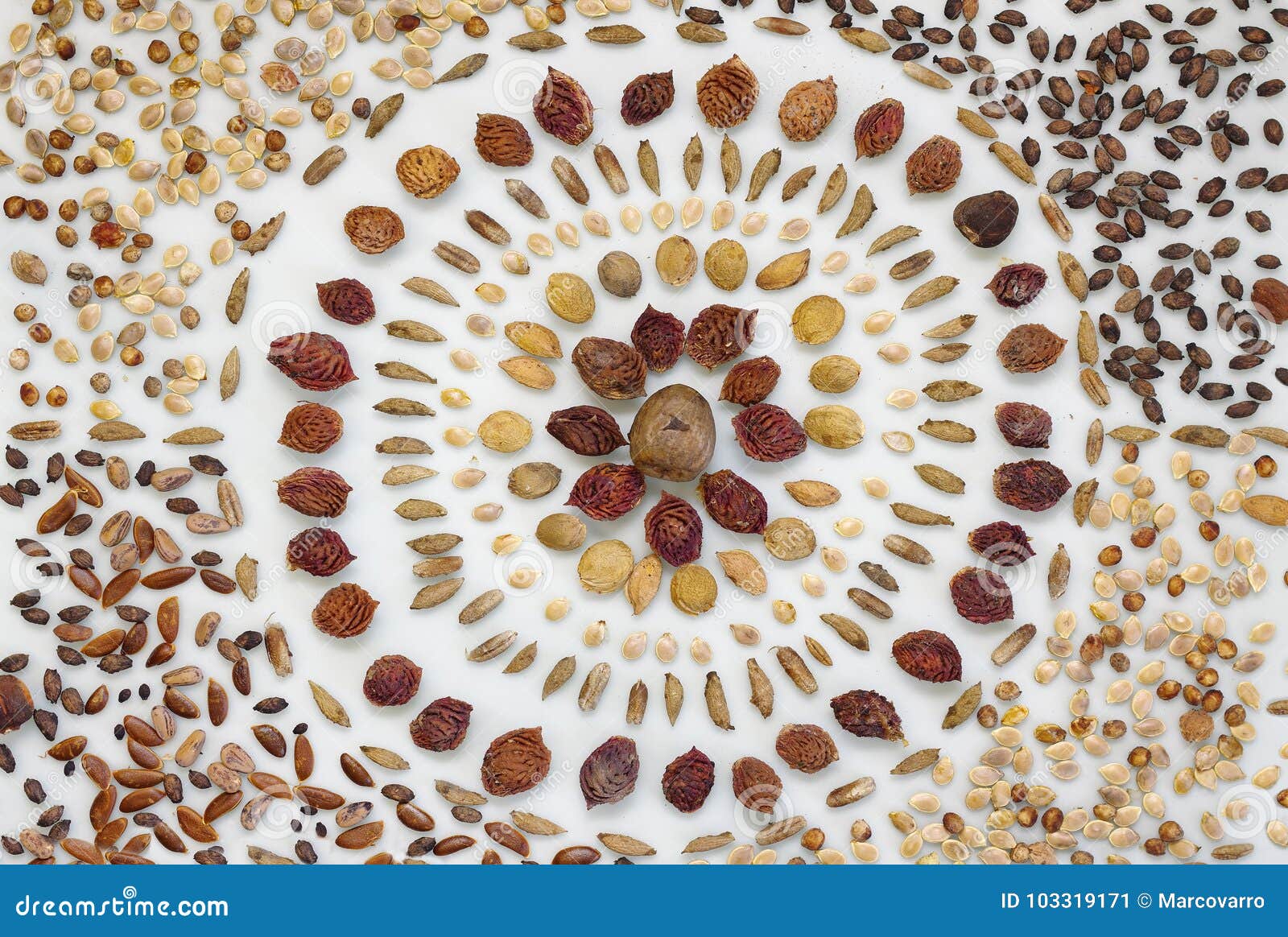 Seed Mandala Over White Background Stock Image - Image of background ...