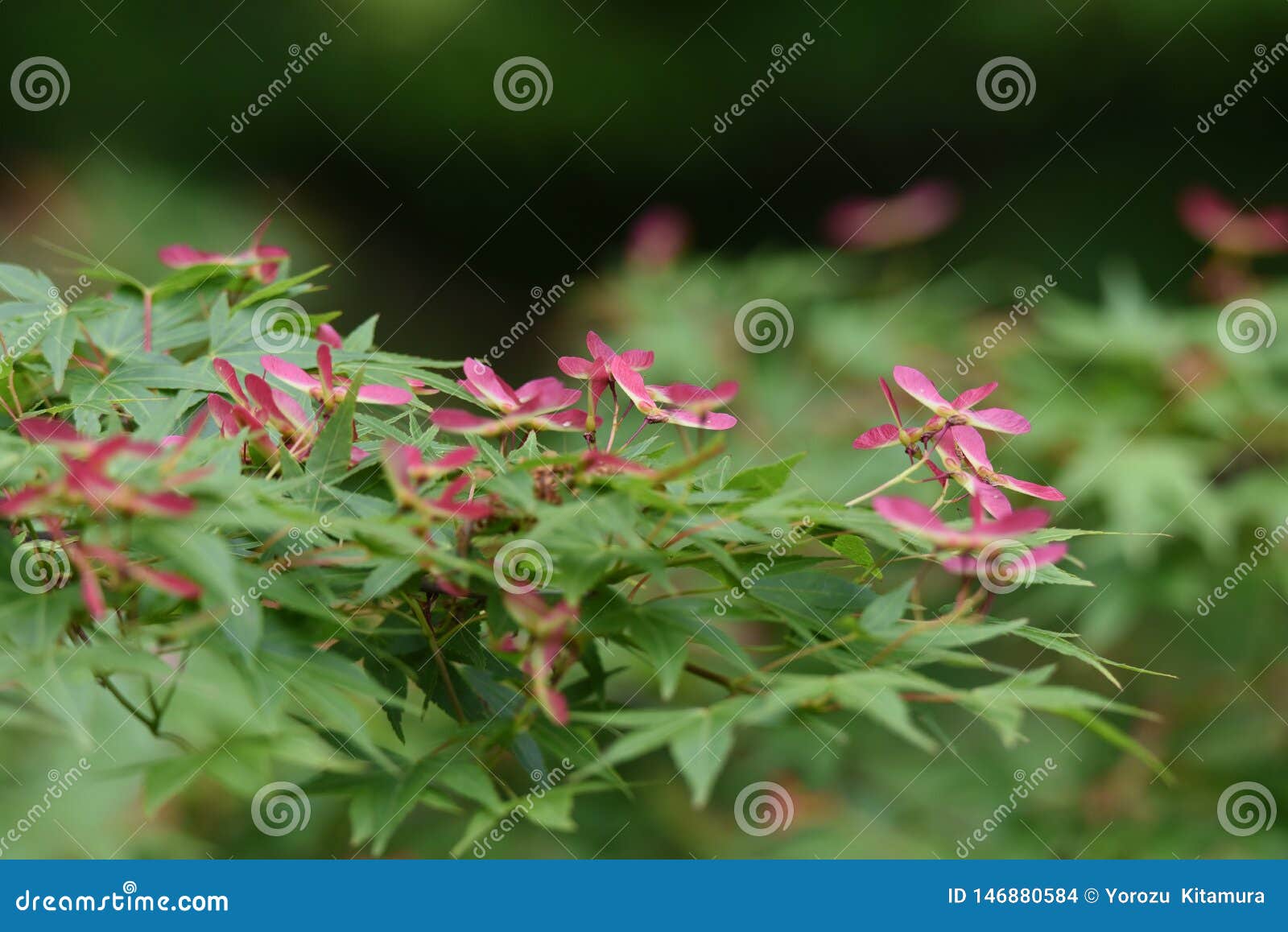 Seed of Maple stock photo. Image of color, leaf, macro - 146880584