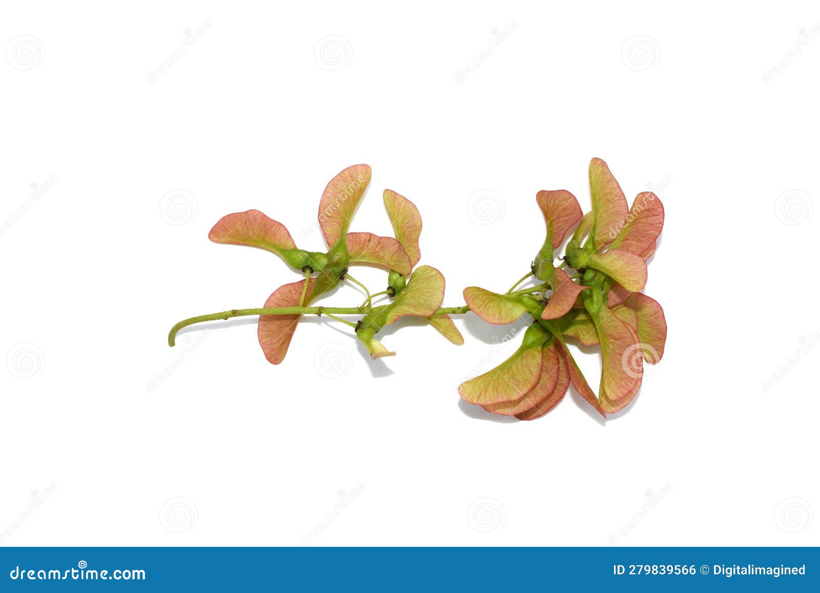 Pink and Green Maple Tree Seeds Isolated on White Background Stock ...