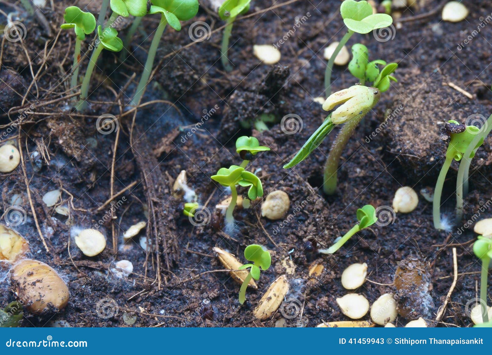 Seed of Nut Sesame and Paddy are Germinating Stock Image - Image of ...