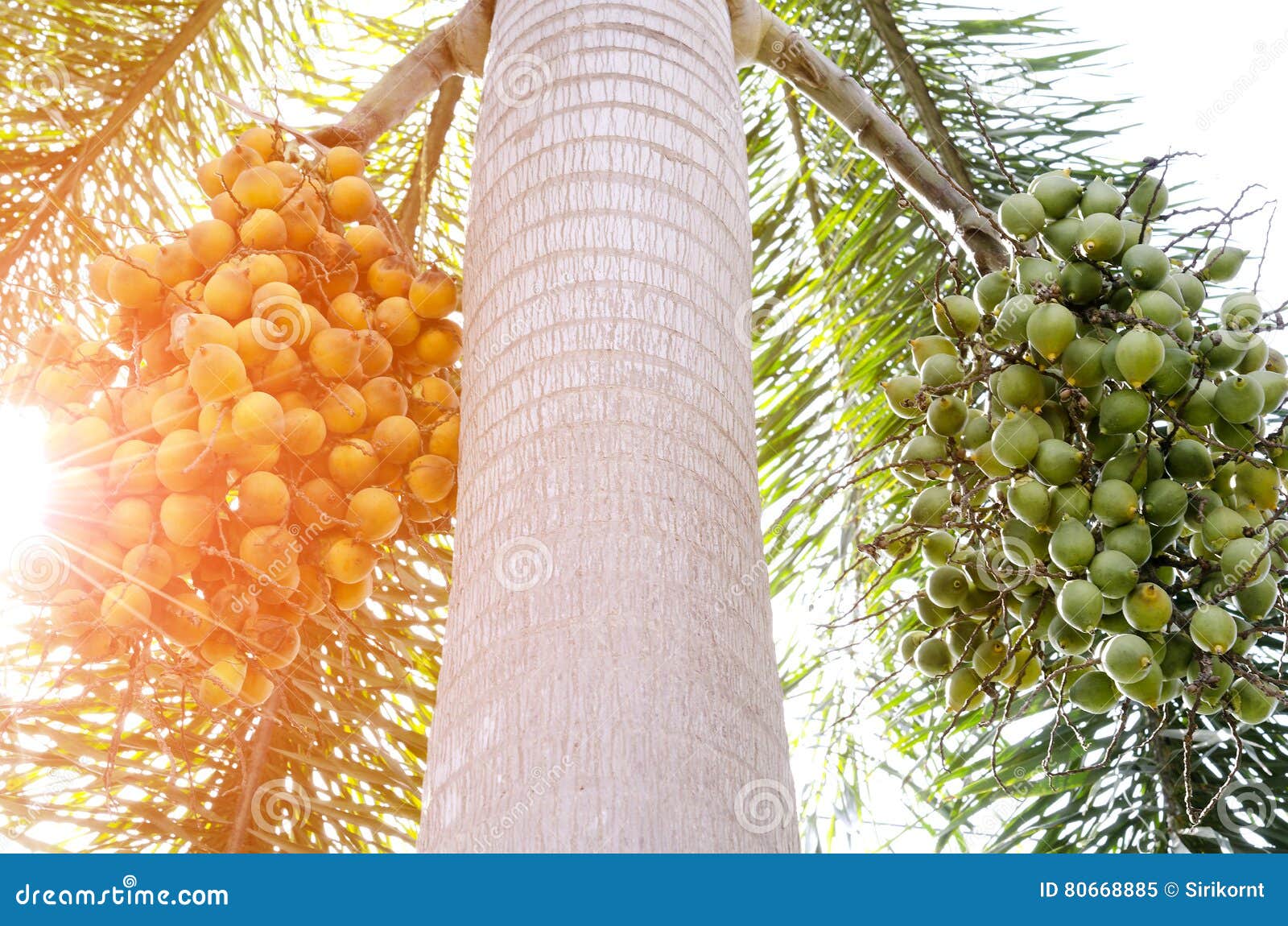 Seed of Oil Palm with Sun Light . Stock Image - Image of plantation ...