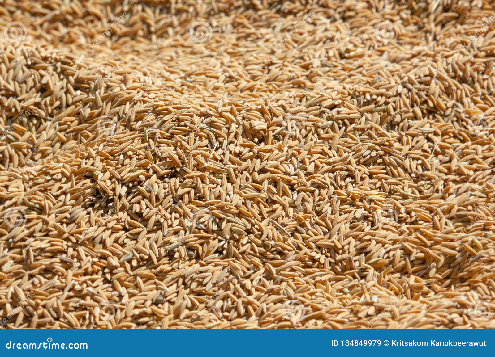 Seed paddy on floor stock image. Image of husbandry - 134849979