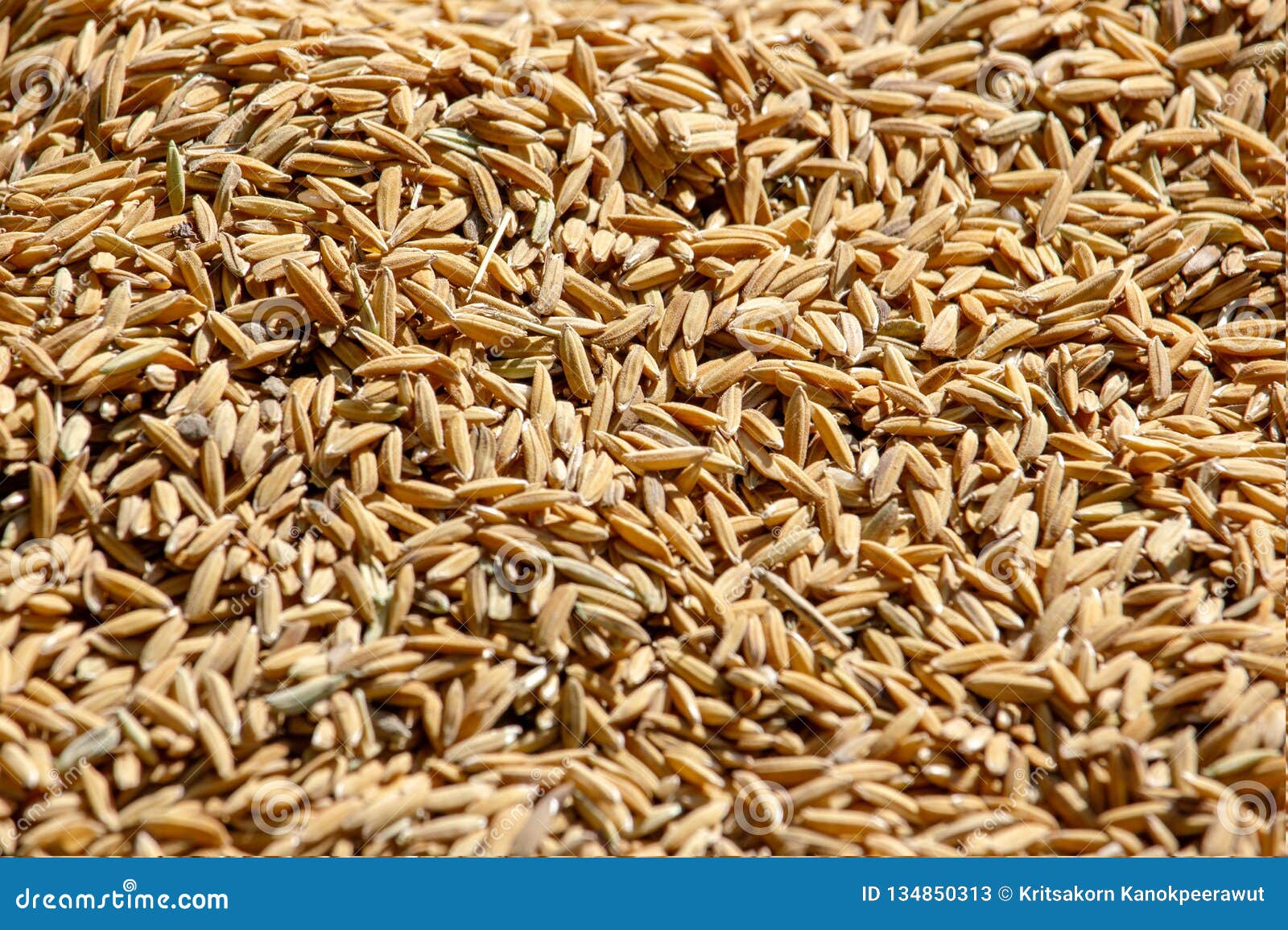 Seed paddy on floor stock image. Image of golden, beautiful - 134850313
