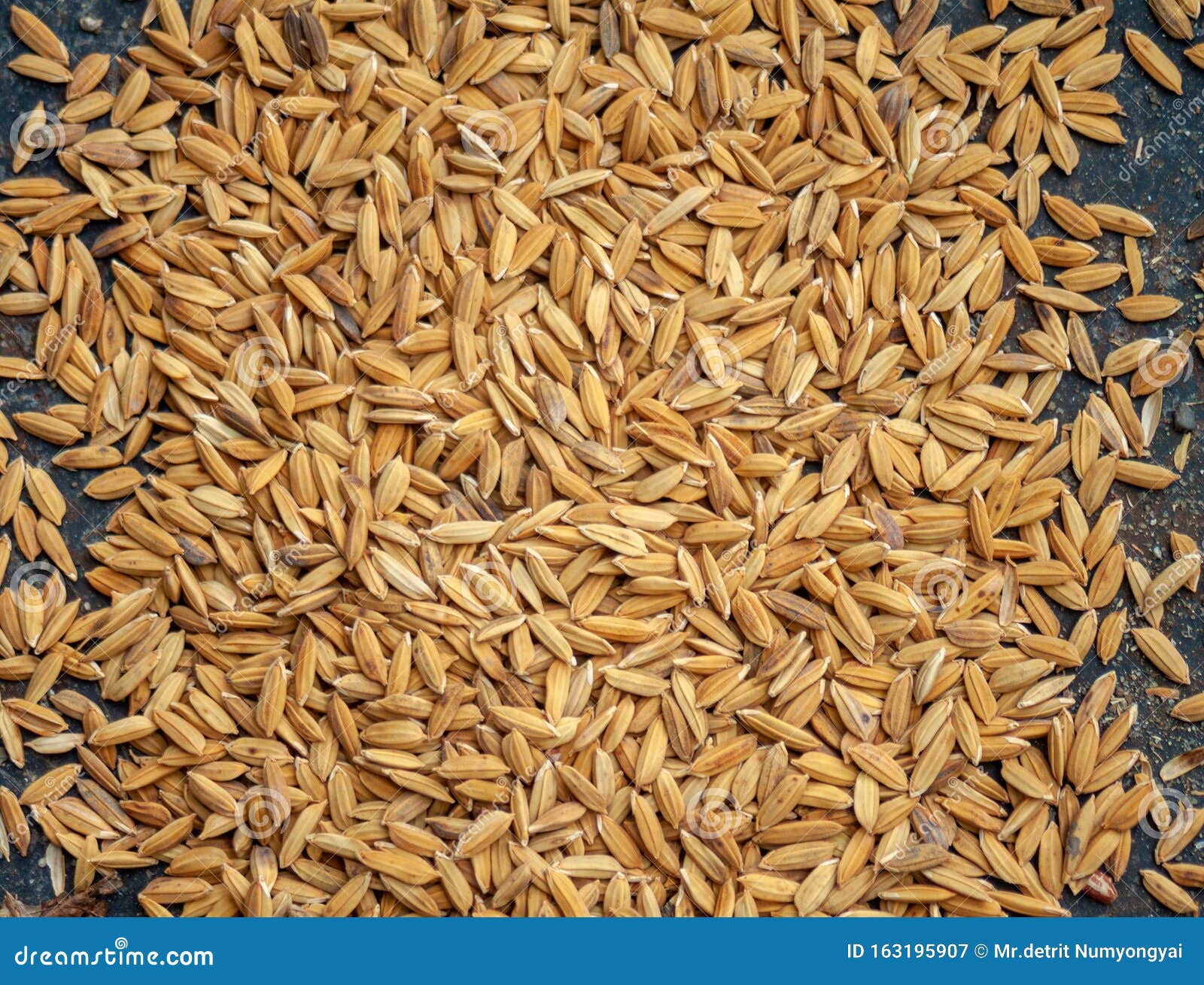 Seed Paddy Rice Organic Use for Cook and Eating Stock Image - Image of ...