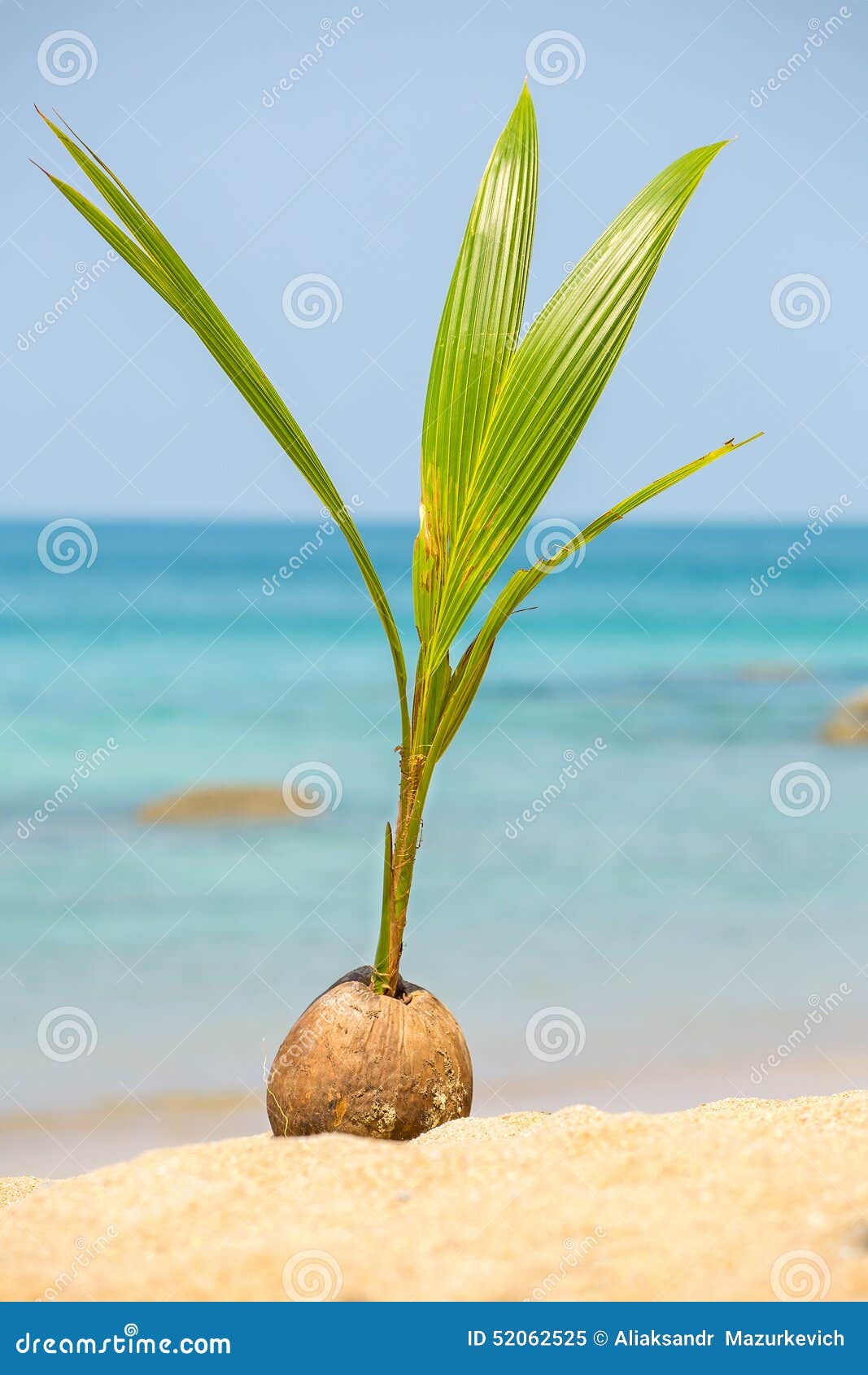 A Seed of a Palm Tree (coconut) Stock Image - Image of lagoon ...