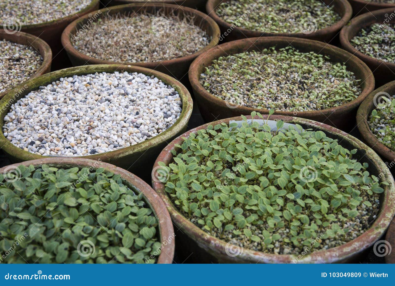 Seedpans Stock Photos - Free & Royalty-Free Stock Photos from Dreamstime