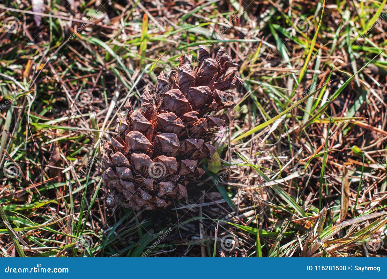 Seed of Pine on Grass Floor Stock Photo - Image of leaf, growth: 116281508