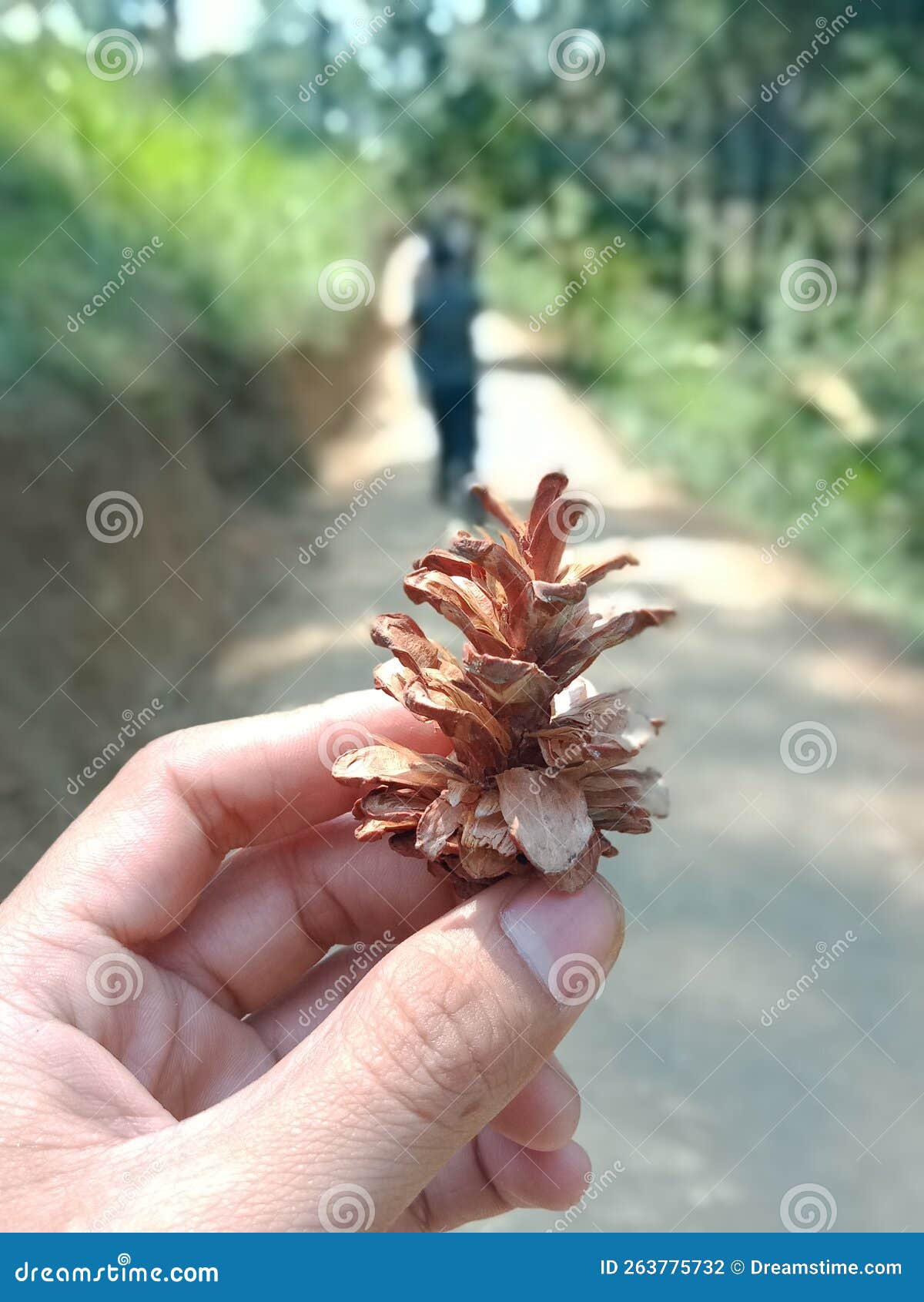 Seed Pine in the Walk of Weekend Stock Photo - Image of pine, leaf ...