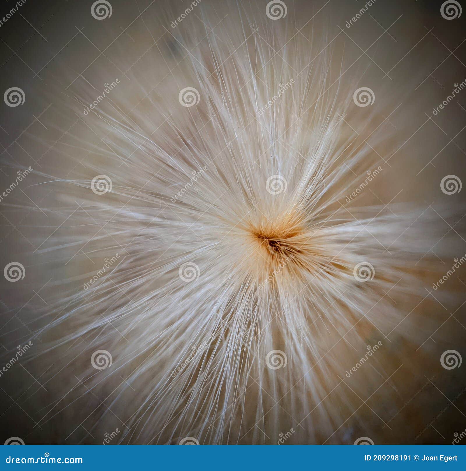 Seed of a plane tree stock image. Image of botany, seed - 209298191