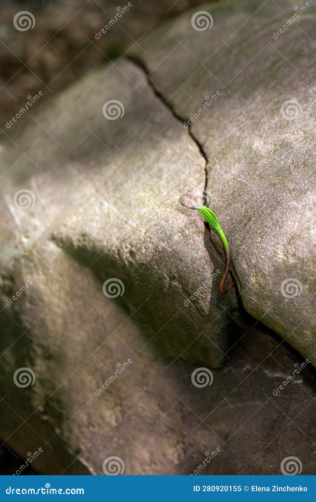 The Seed of a Plant Grows on a Stone Fortitude Stock Image - Image of ...