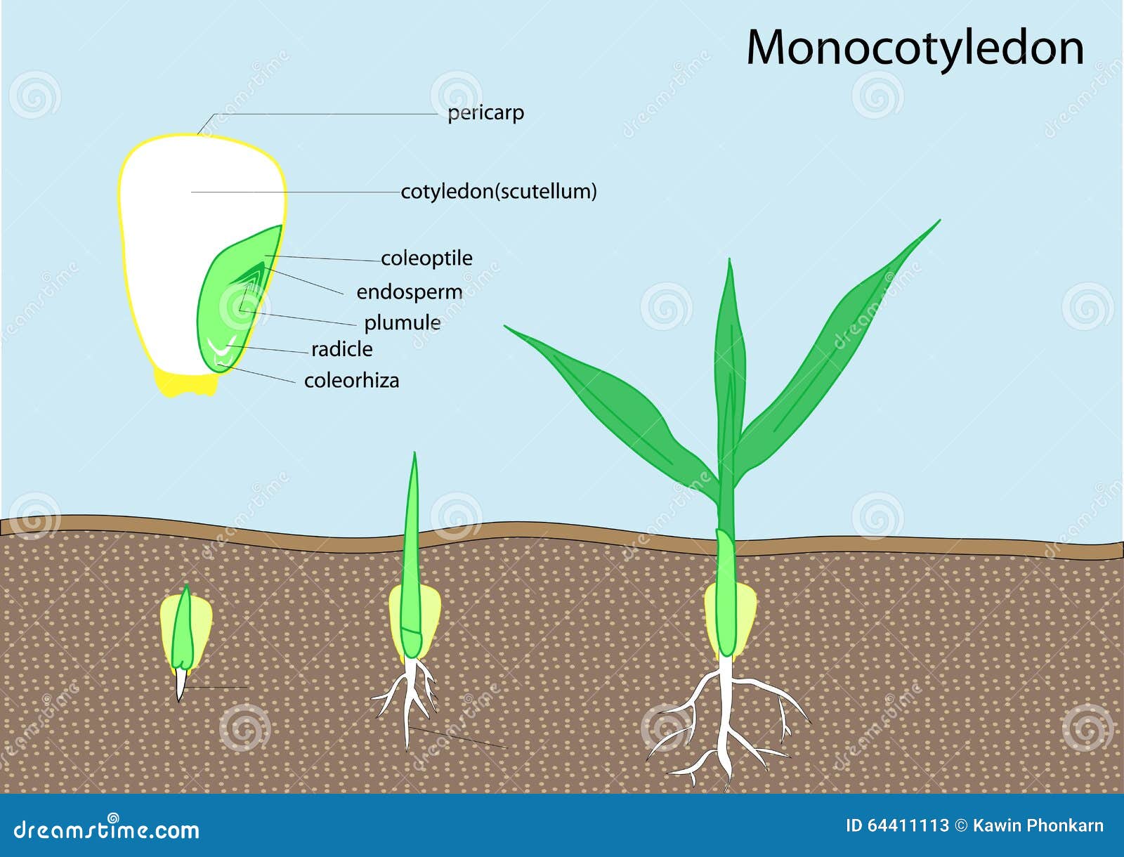 Seed of plant stock vector. Illustration of illustrator - 64411113