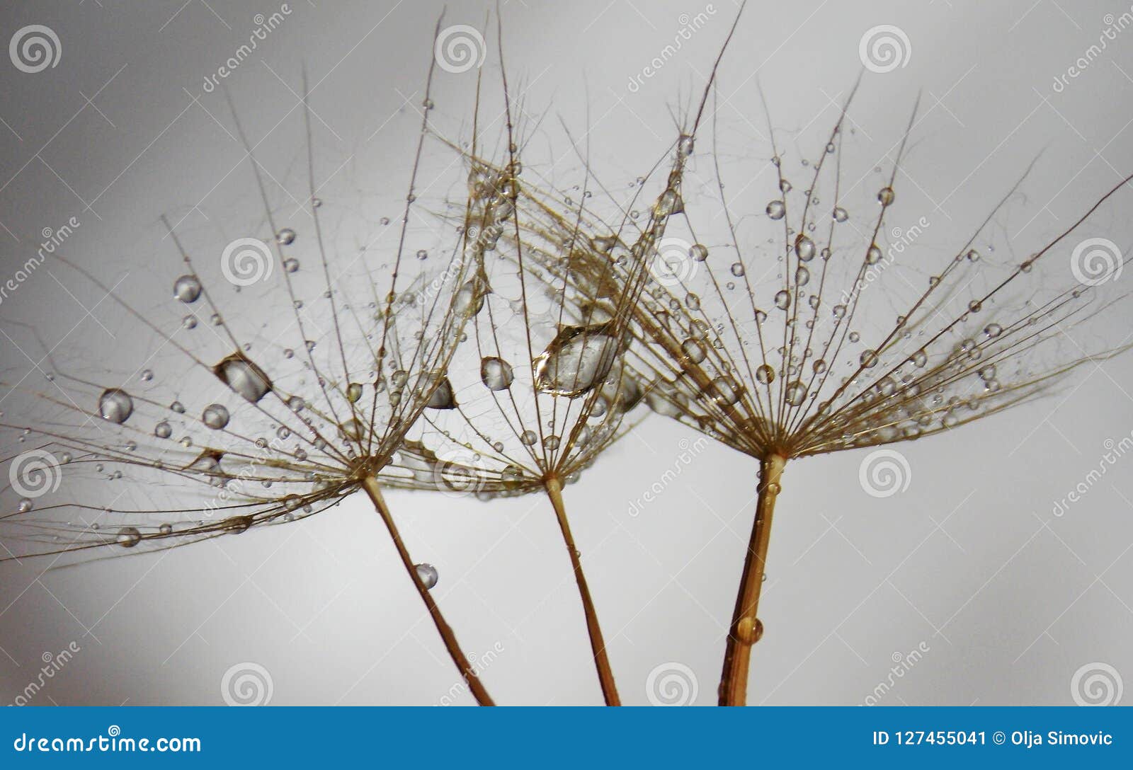 Seed plants and drops stock image. Image of little, drops - 127455041