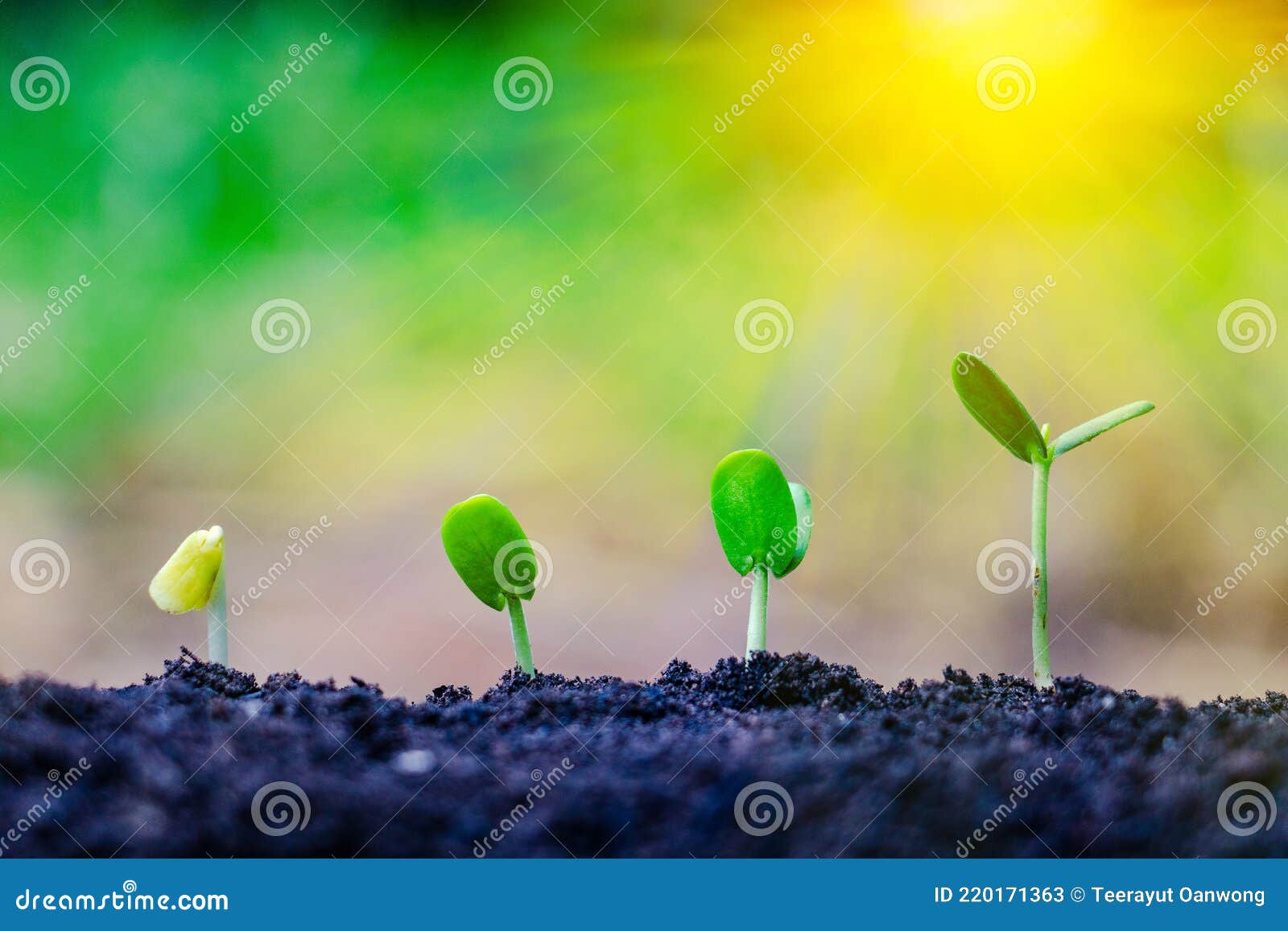 Seed Plants are Growing.they are Growing Step by Step.One Has Root and ...