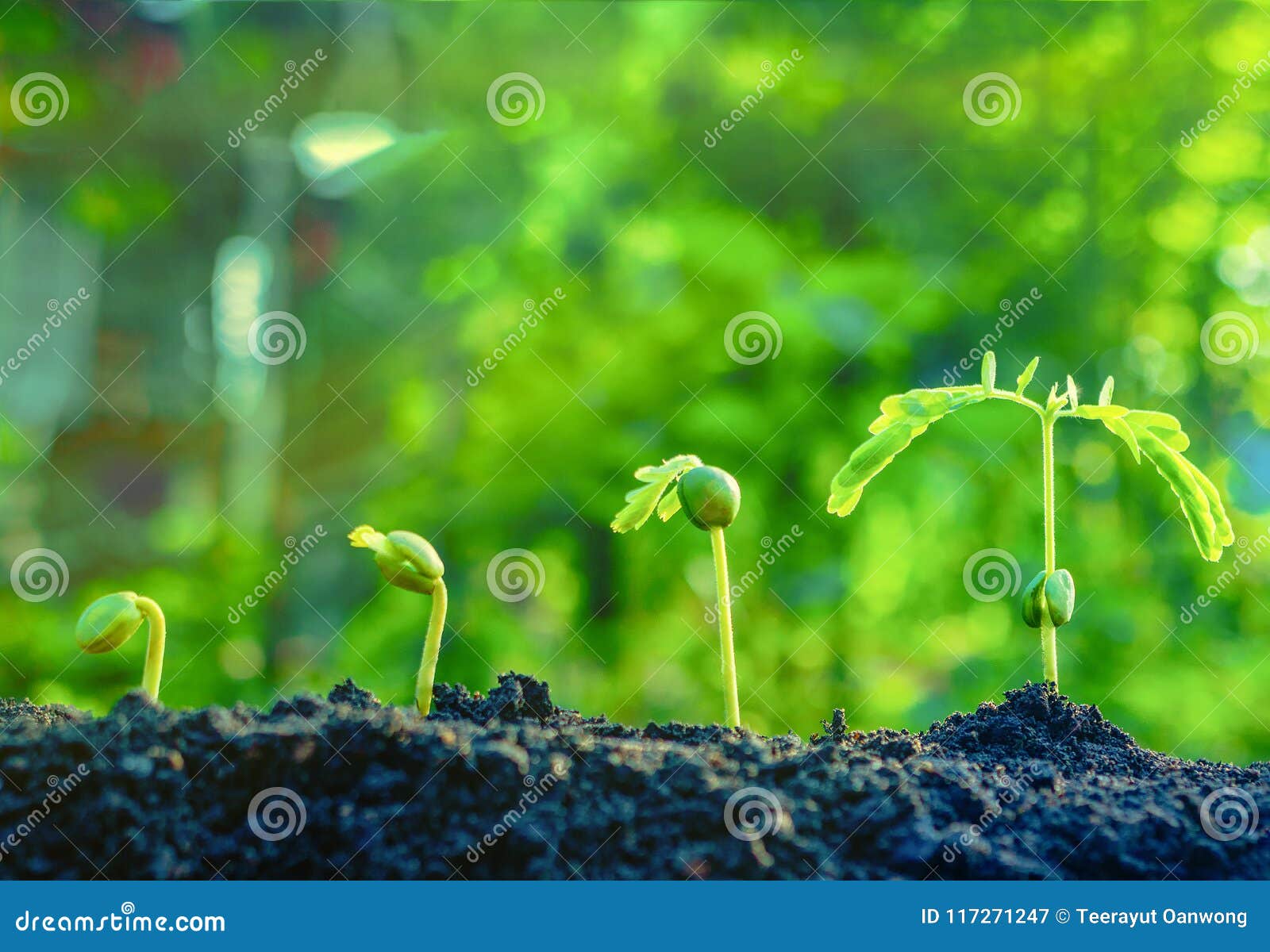 Seed Plants are Growing.they are Growing Step by Step Stock Image ...