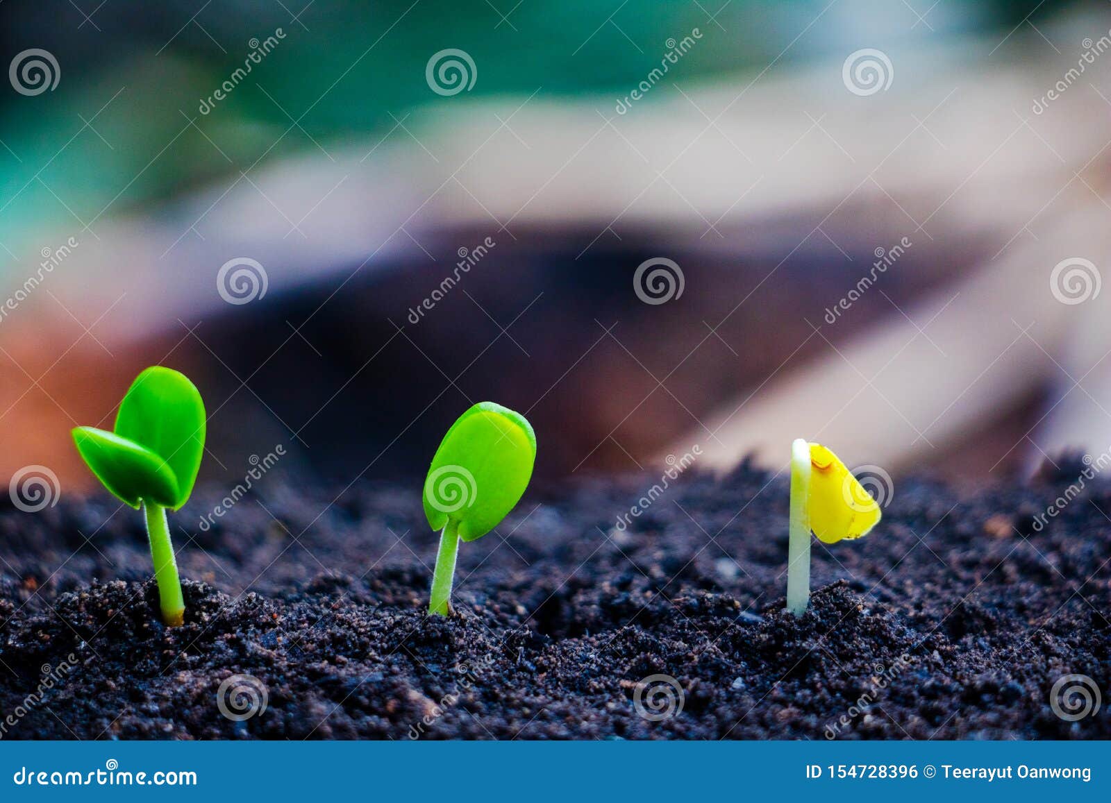 Seed Plants are Growing.they are Growing Step by Step Stock Photo ...