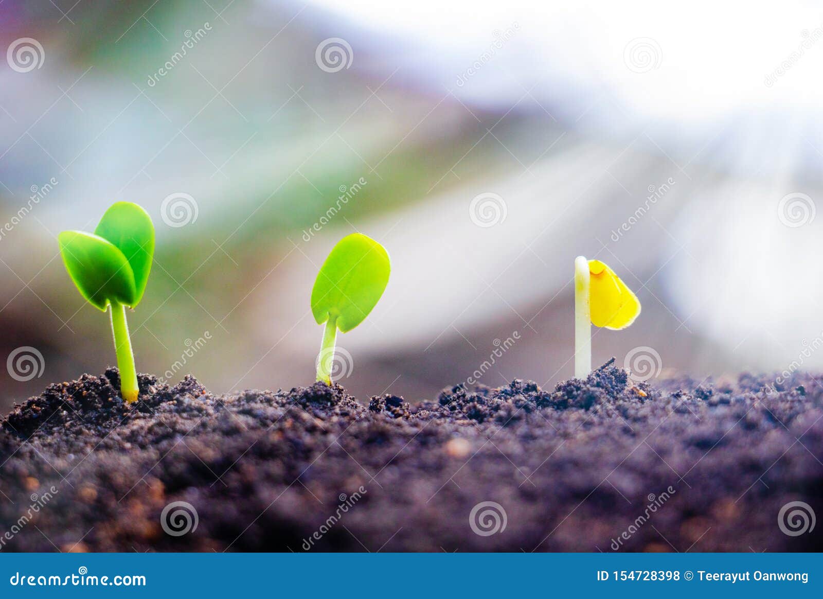 Seed Plants are Growing.they are Growing Step by Step Stock Photo ...