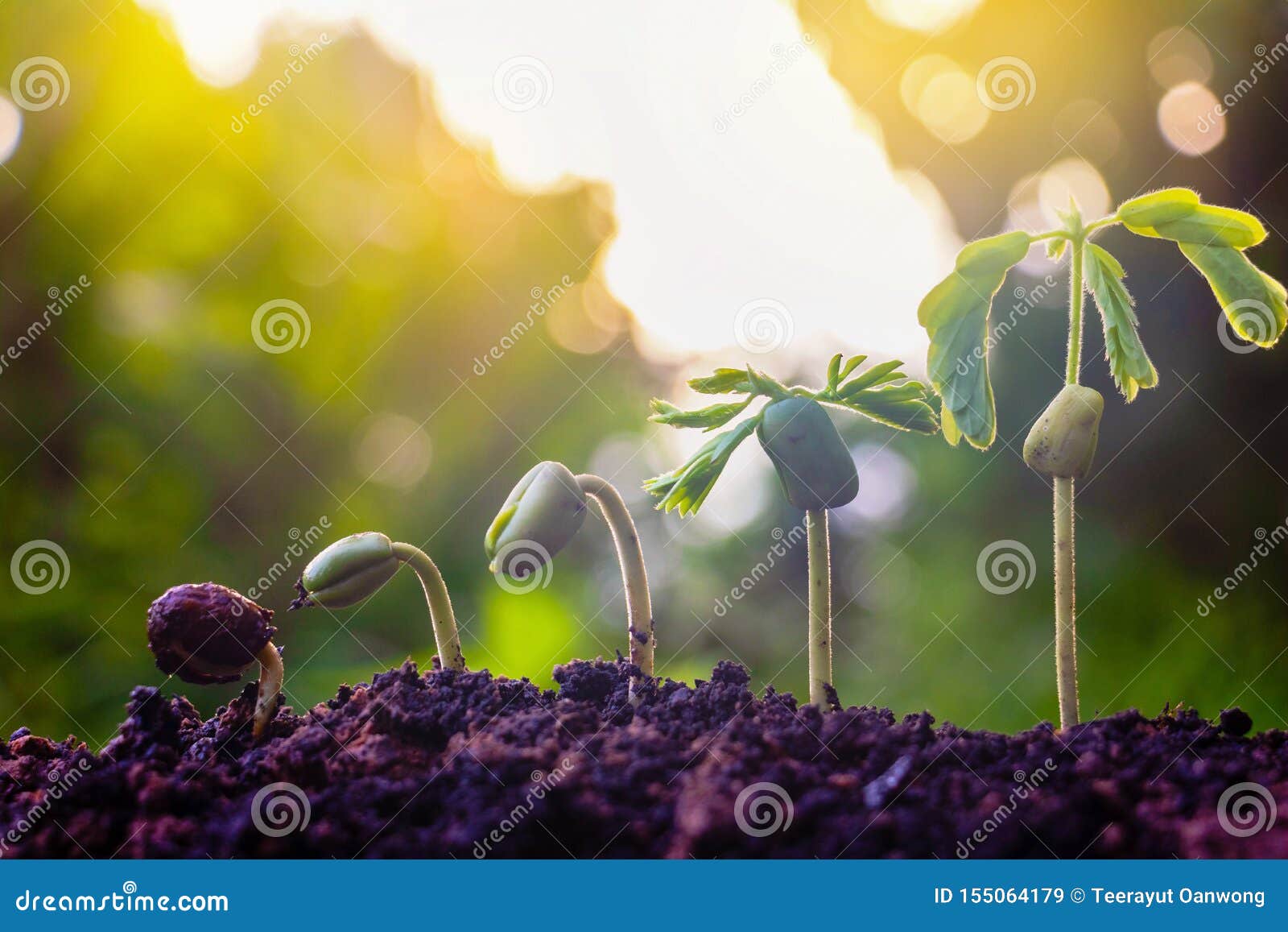 Seed Plants are Growing.they are Growing Step by Step Stock Image ...