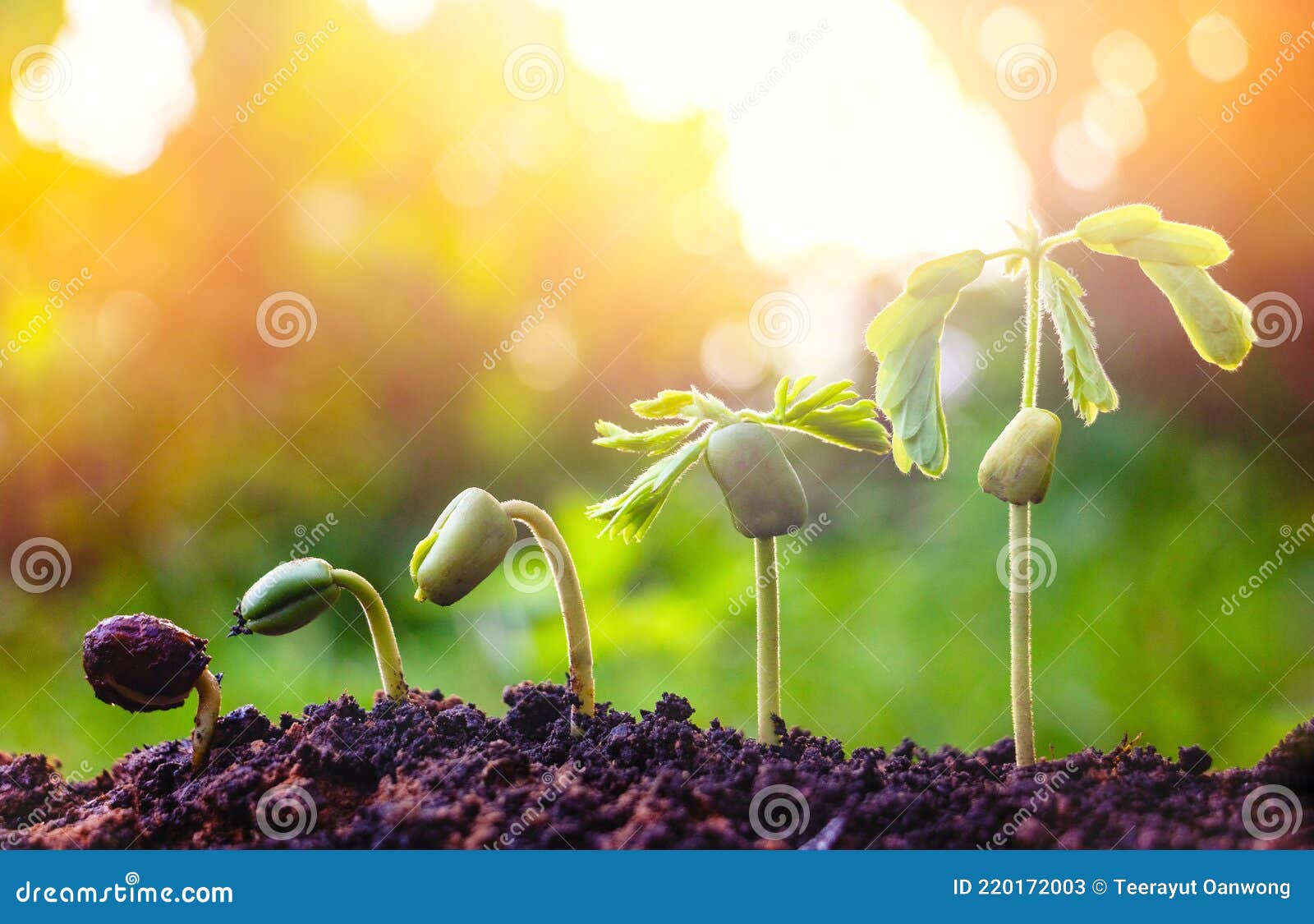 Seed Plants are Growing.they are Growing Step by Step Stock Image ...