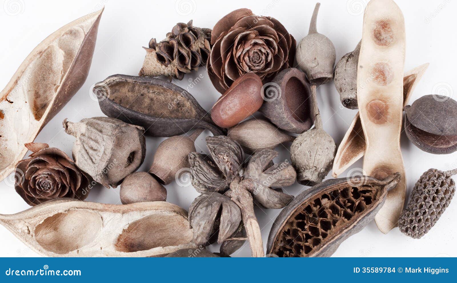 Seed pod stock photo. Image of group, seasoning, spice - 35589784