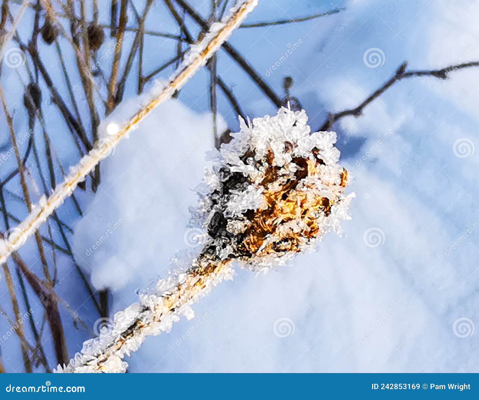Seed Pod Covered in Ice Crystals Stock Image - Image of twig, frost ...
