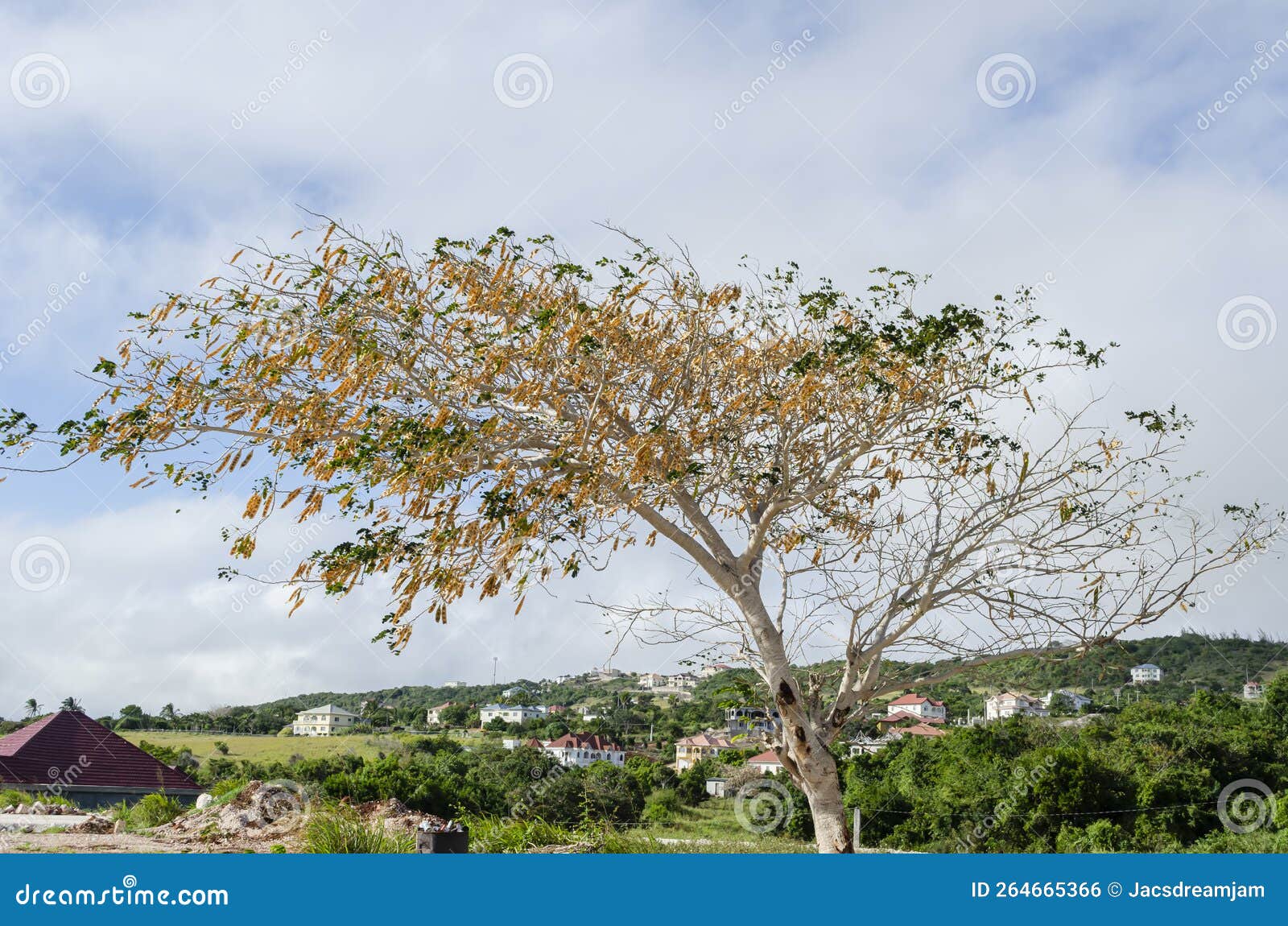 Lebbek Tree stock photo. Image of branches, covered - 264665366