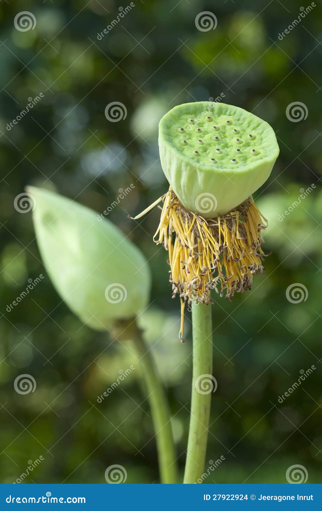 Seed Pod of Lotus Flower stock photo. Image of asian - 27922924