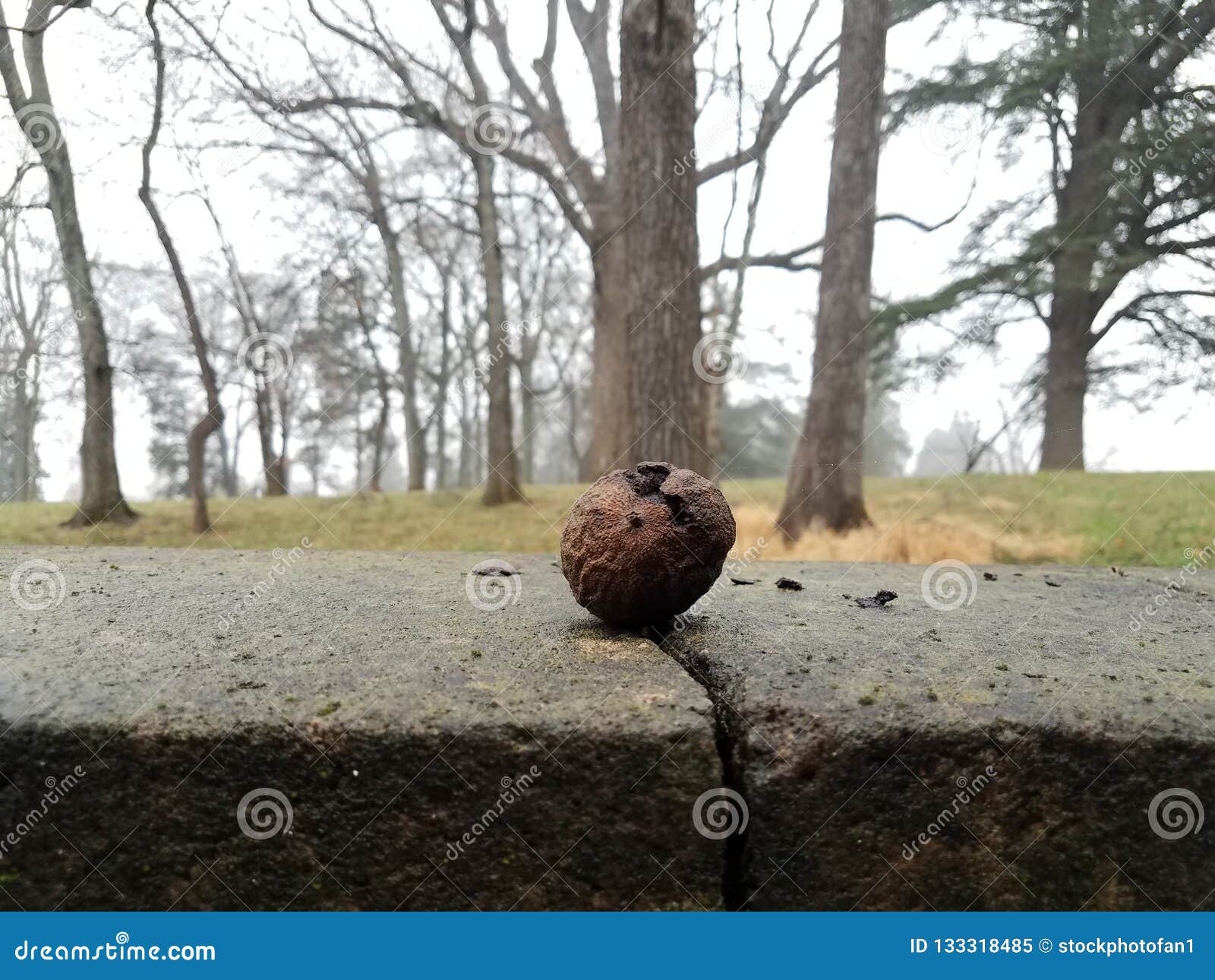 Seed or Pod from Oak Tree on Wall with Trees Stock Image - Image of ...