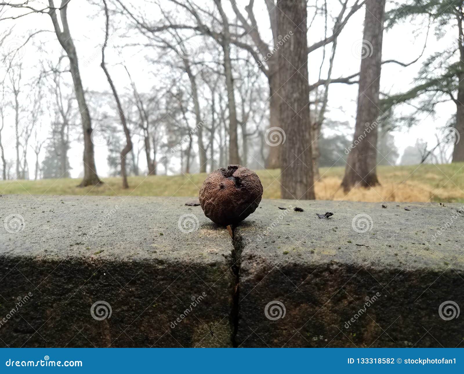 Seed or Pod from Oak Tree on Wall with Trees Stock Photo - Image of ...
