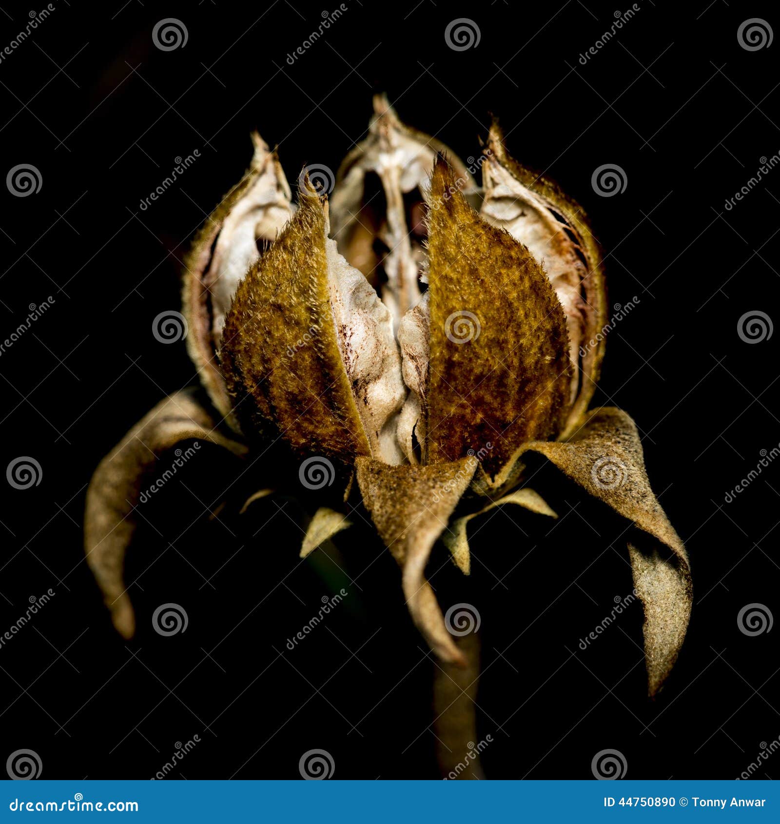 Seed Pod stock photo. Image of generation, hibiscus, regeneration ...