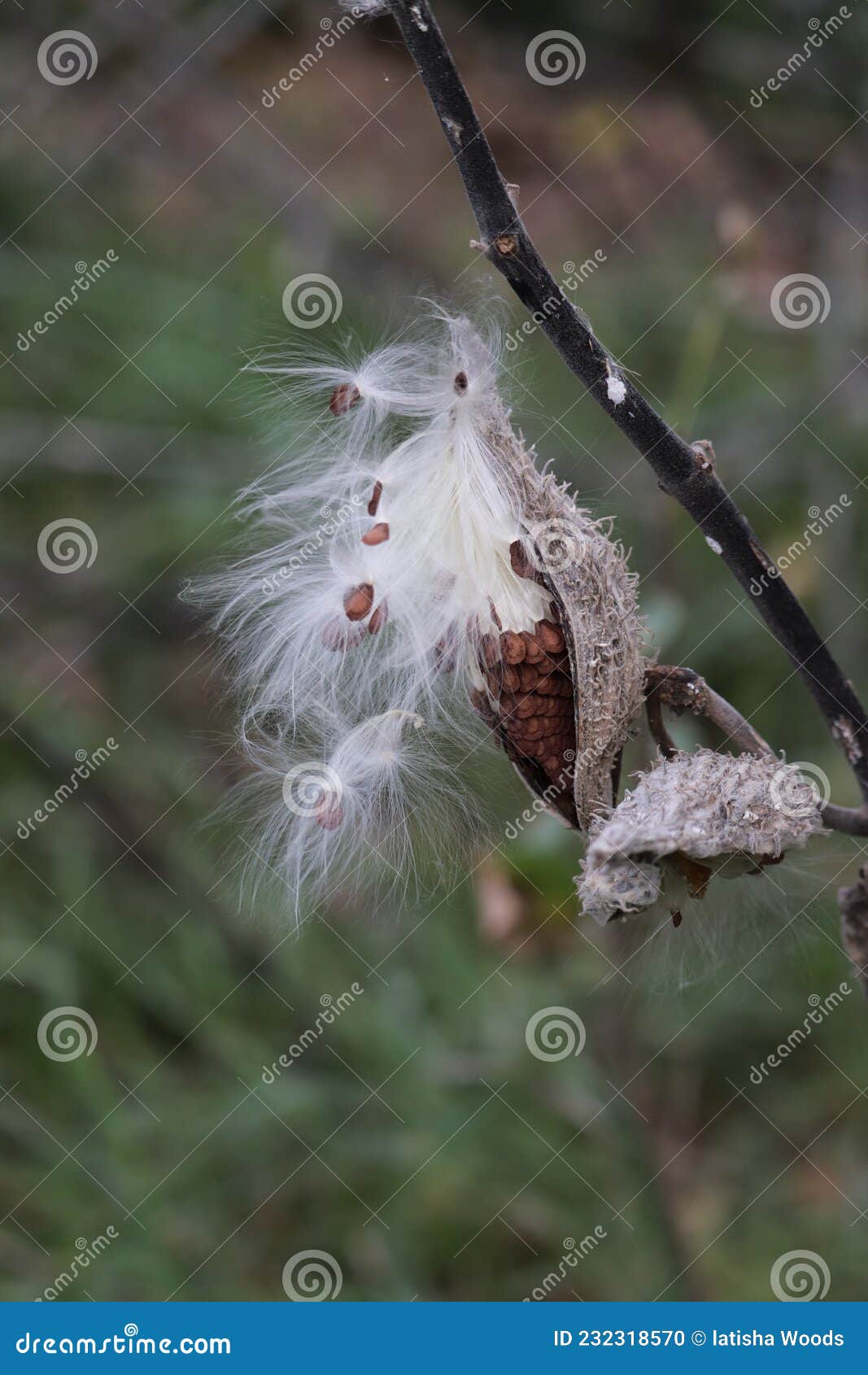 Seed pod stock photo. Image of plant, wildflower, seed - 232318570