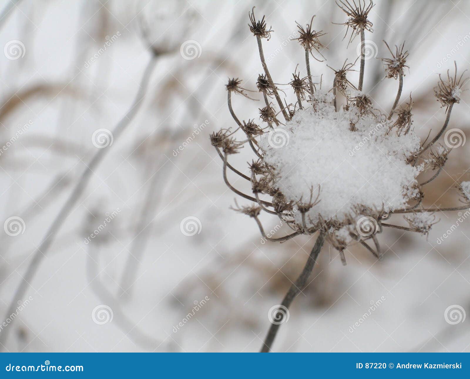 Seed Pod and Snow stock photo. Image of winter, snow, woods - 87220