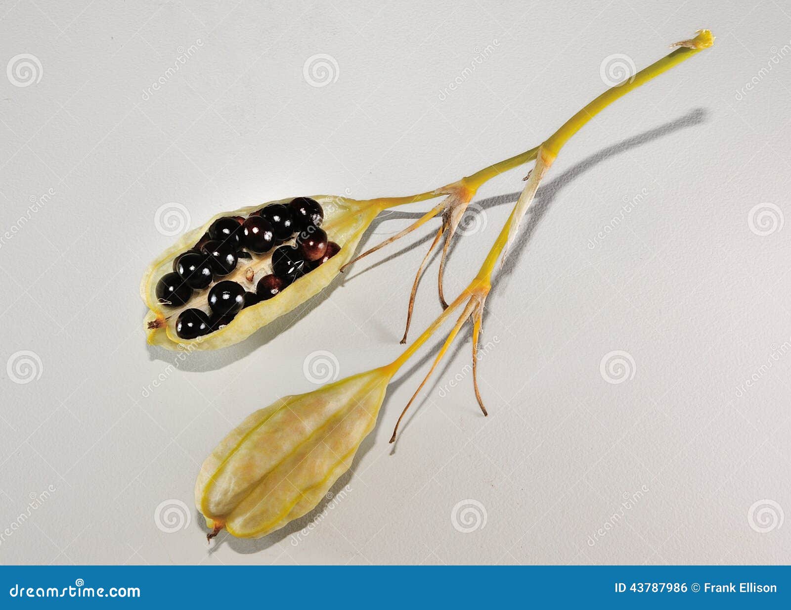 Seed Pod stock photo. Image of ripe, crop, pure, open - 43787986