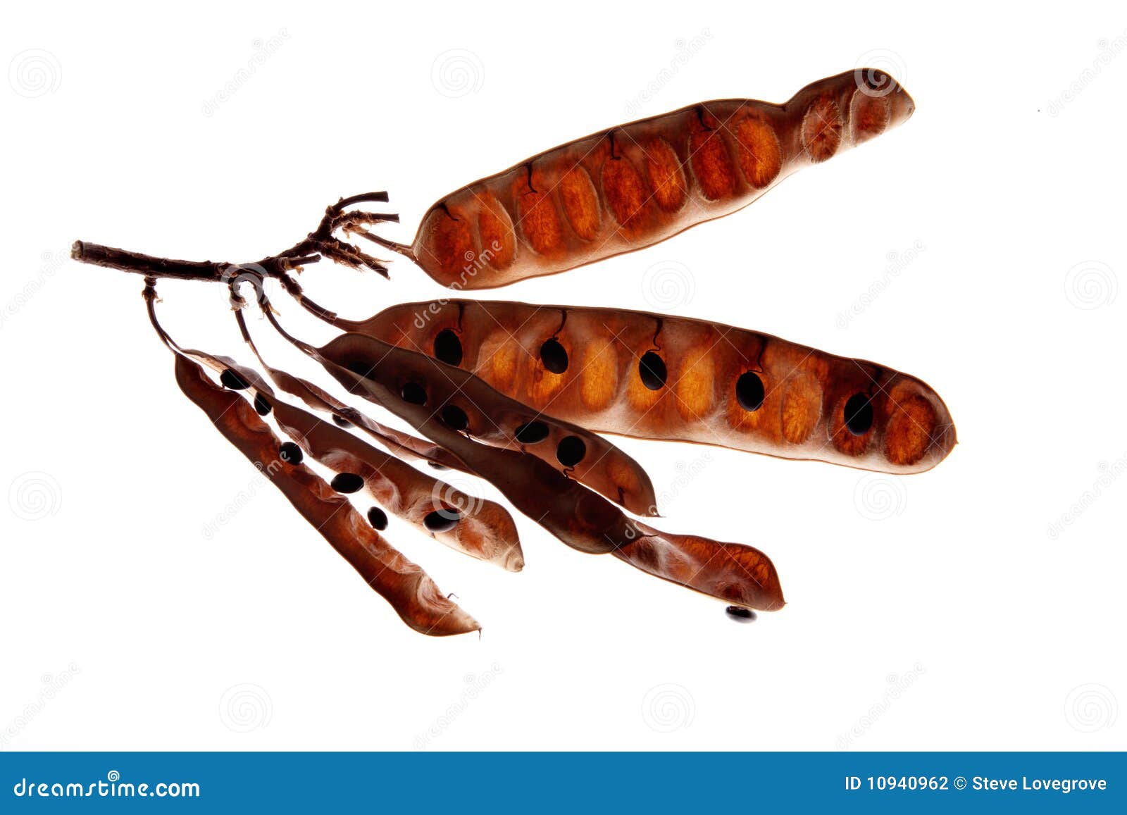 Seed pods stock photo. Image of vegetation, autumn, color - 10940962