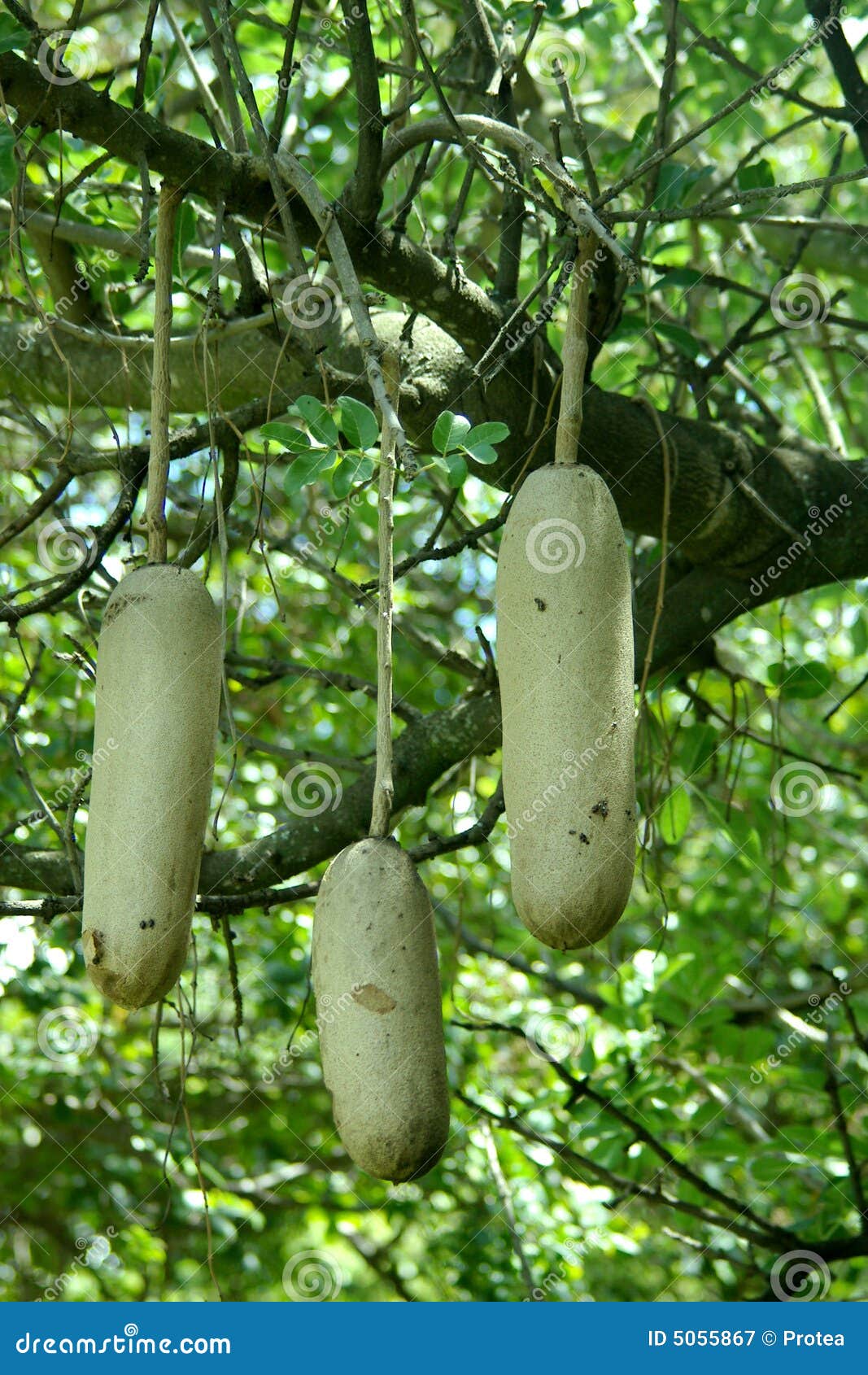 Seed-pods stock image. Image of plant, colors, african - 5055867