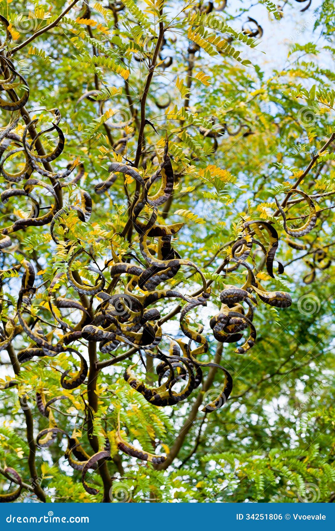 Seed Pods on Acacia Tree Branches Stock Photo - Image of natural ...