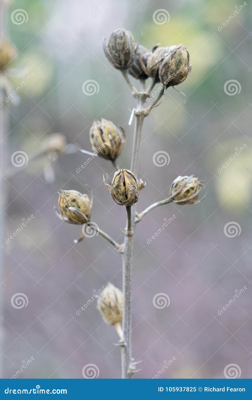 Seed Pods with Background Bokeh Stock Image - Image of background, buds ...