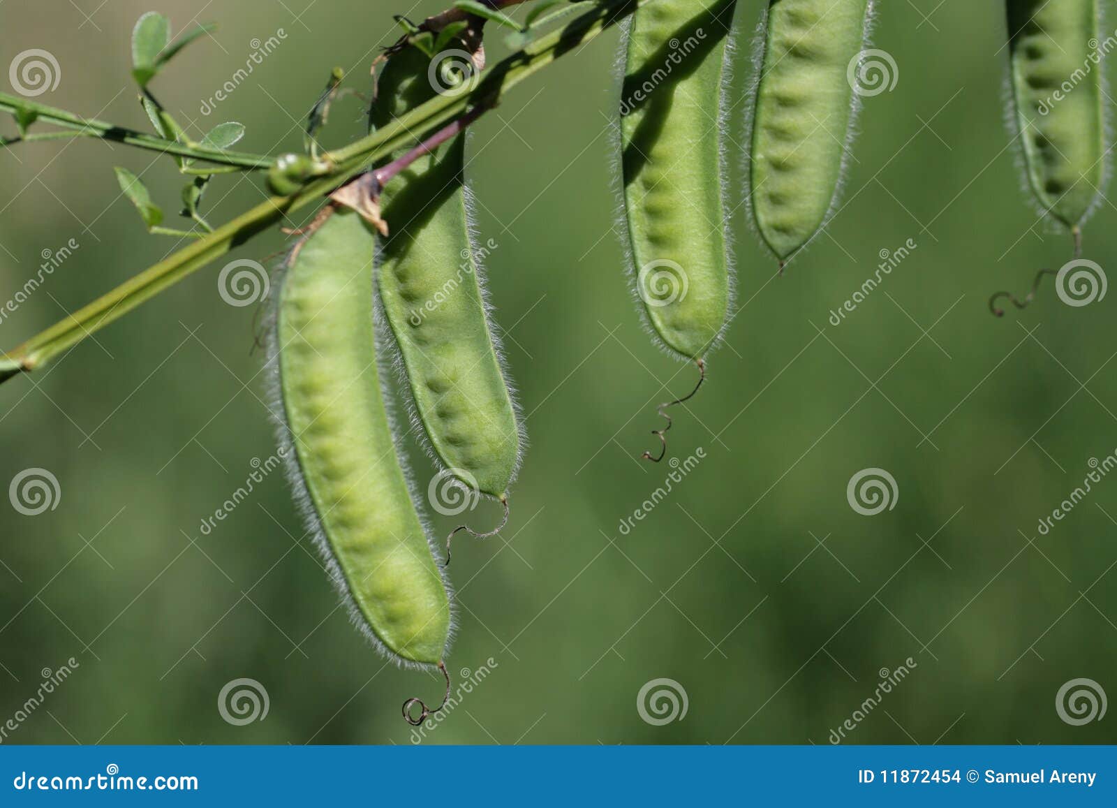 Seed pods of common broom stock photo. Image of dicotyledons - 11872454
